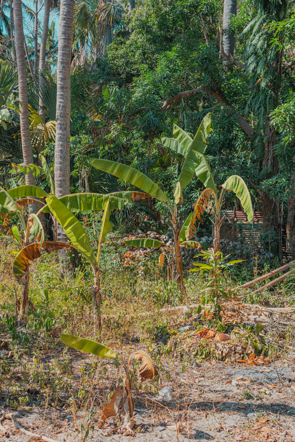 Tropical Nature Photos, Download The BEST Free Tropical Nature Stock ...
