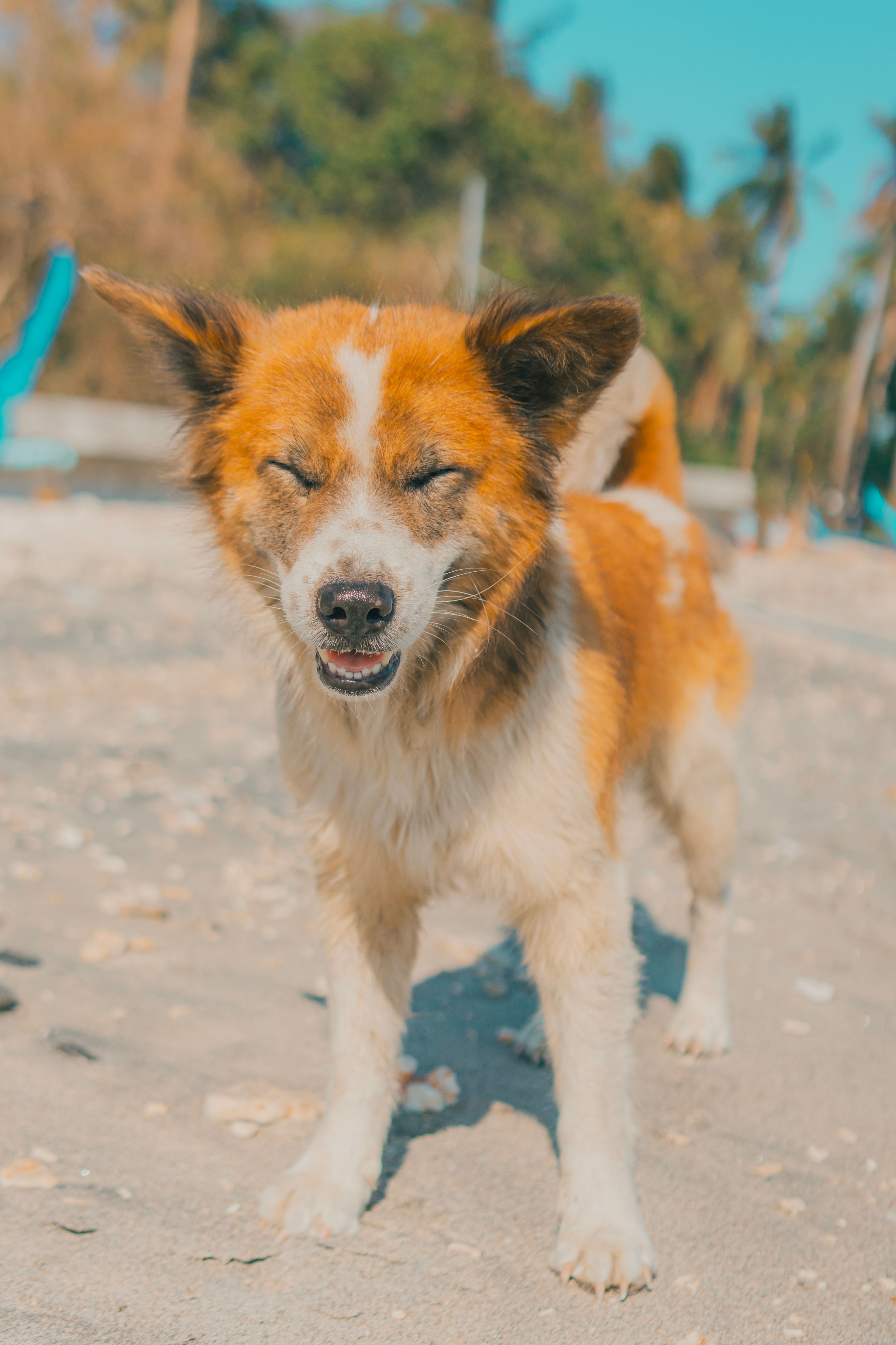 Dog In Sunlight Photos, Download The BEST Free Dog In Sunlight Stock ...