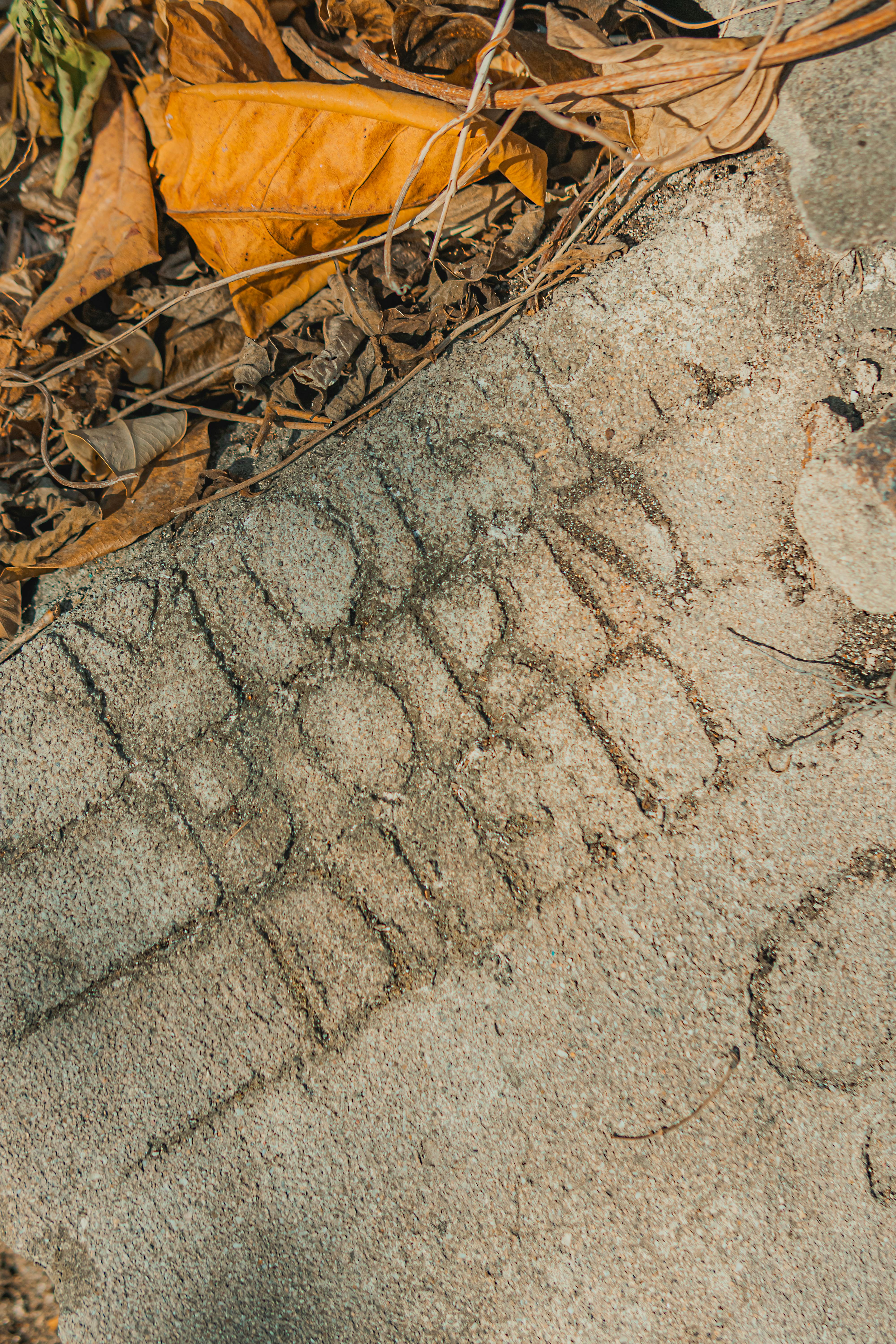 Close-up of a Gravestone on the Ground with Autumnal Leaves · Free ...