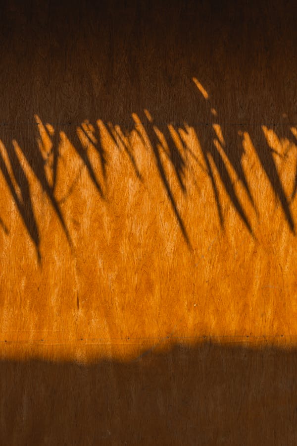 Sunlight Shadow Photos, Download The BEST Free Sunlight Shadow Stock ...