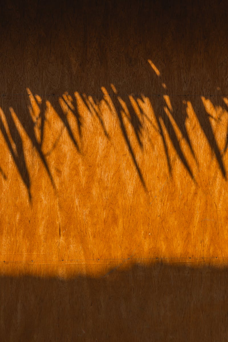 Sunlight Shadow Photos, Download The BEST Free Sunlight Shadow Stock ...