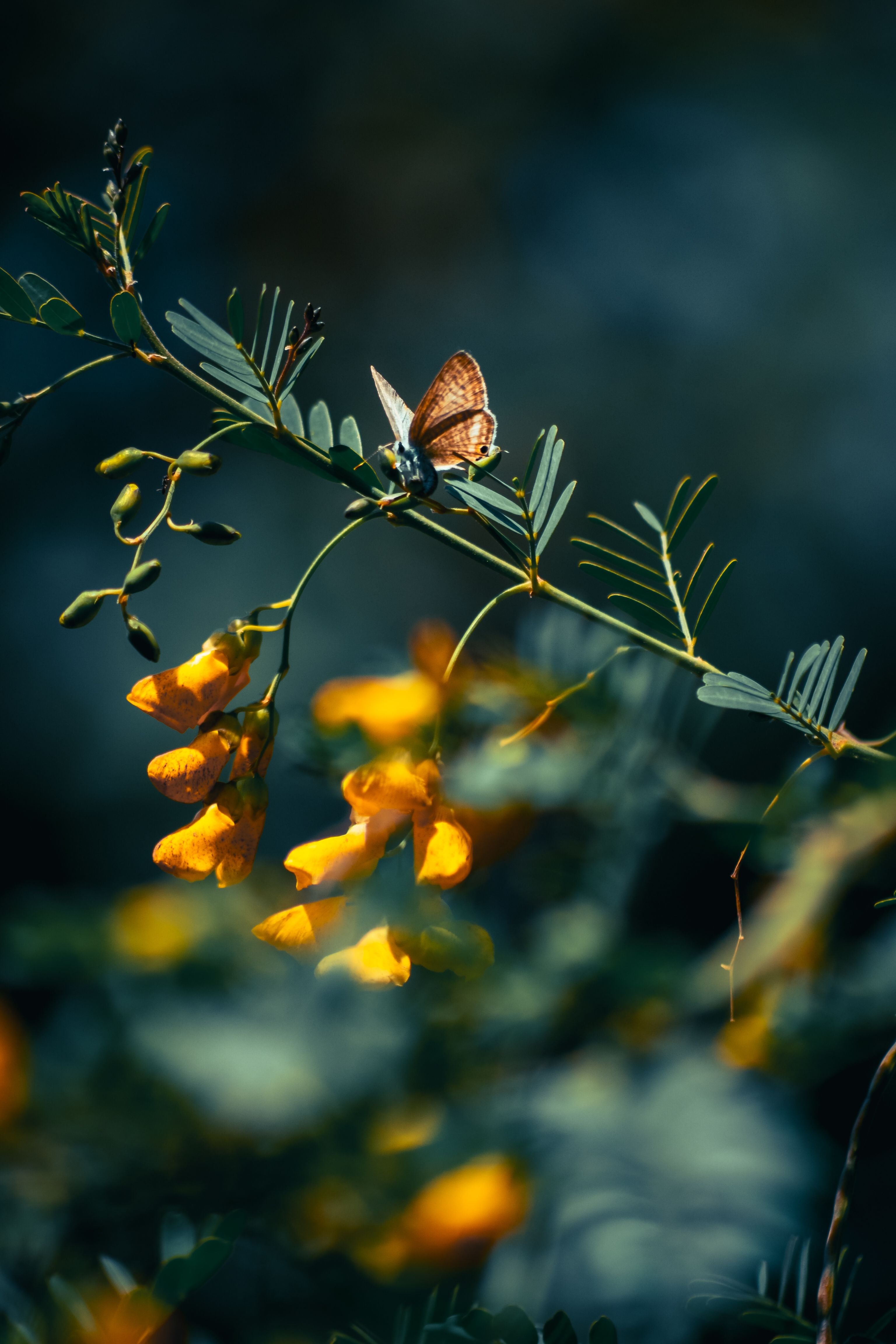 Butterfly Dawn Photos, Download The BEST Free Butterfly Dawn Stock ...
