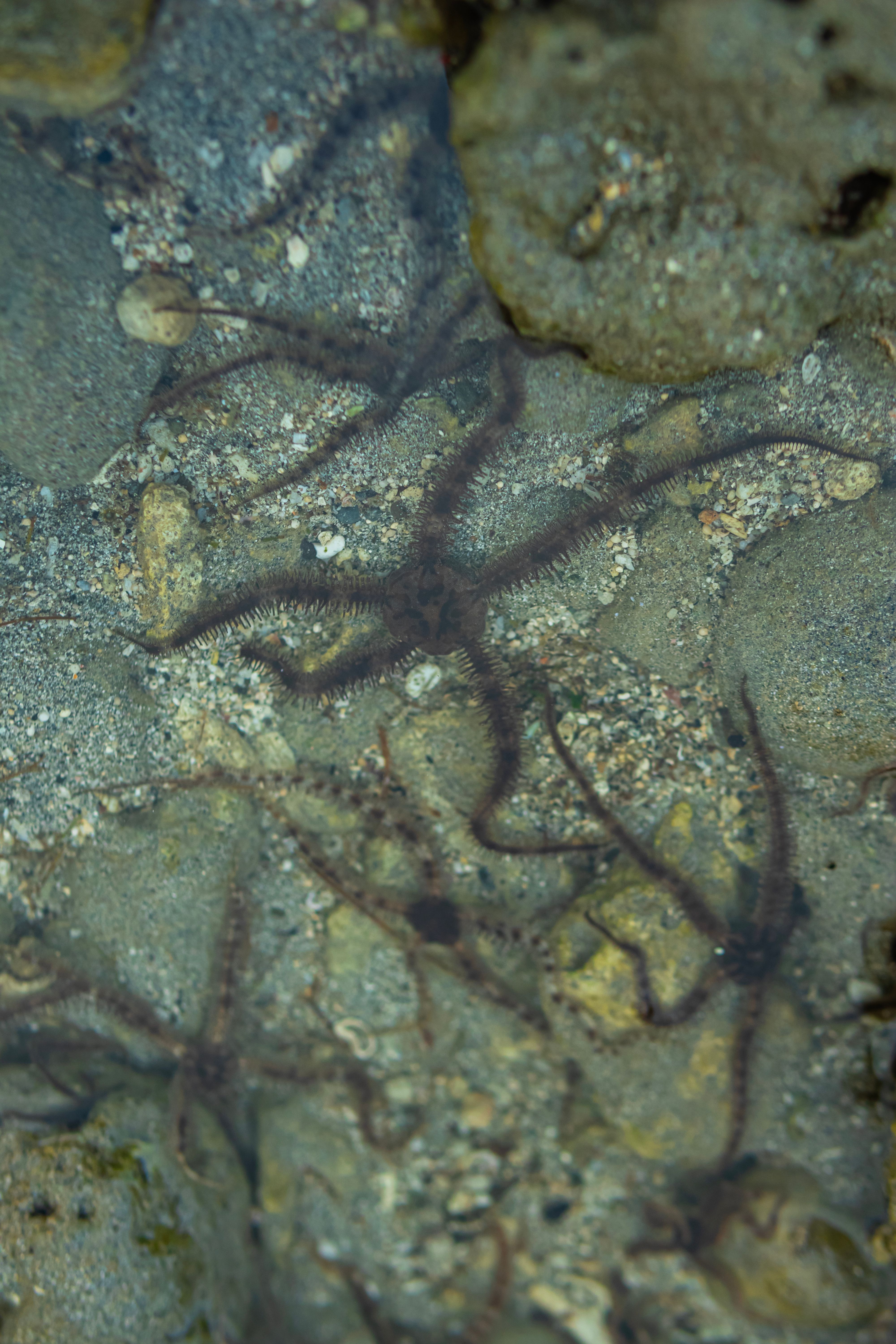 Ophiuroidea Photos, Download The BEST Free Ophiuroidea Stock Photos ...
