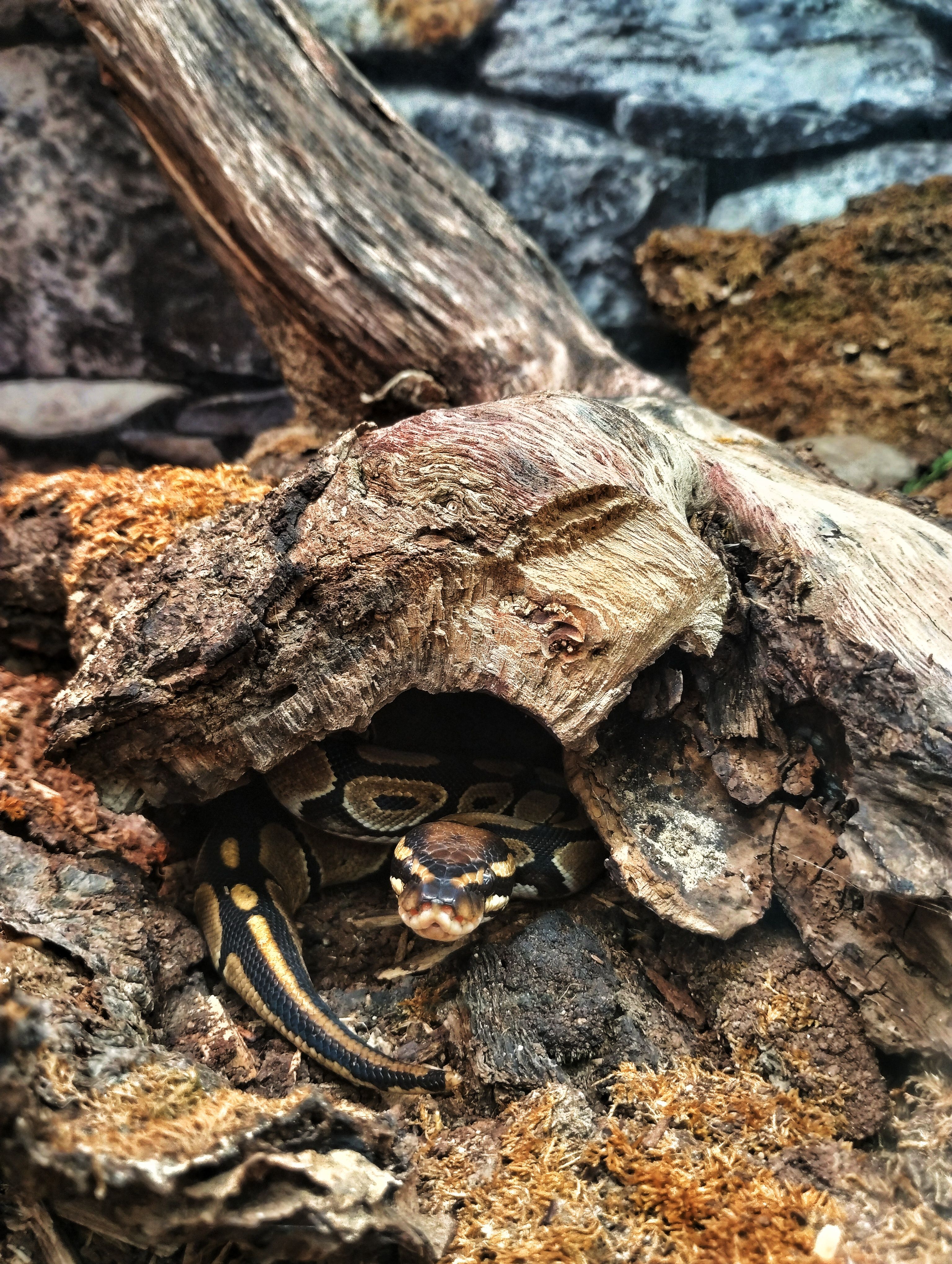Close up of a Snake · Free Stock Photo