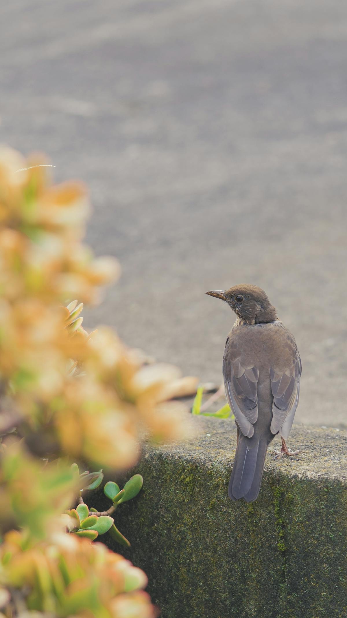 Birds And Flowers Wallpaper Photos, Download The BEST Free Birds And ...