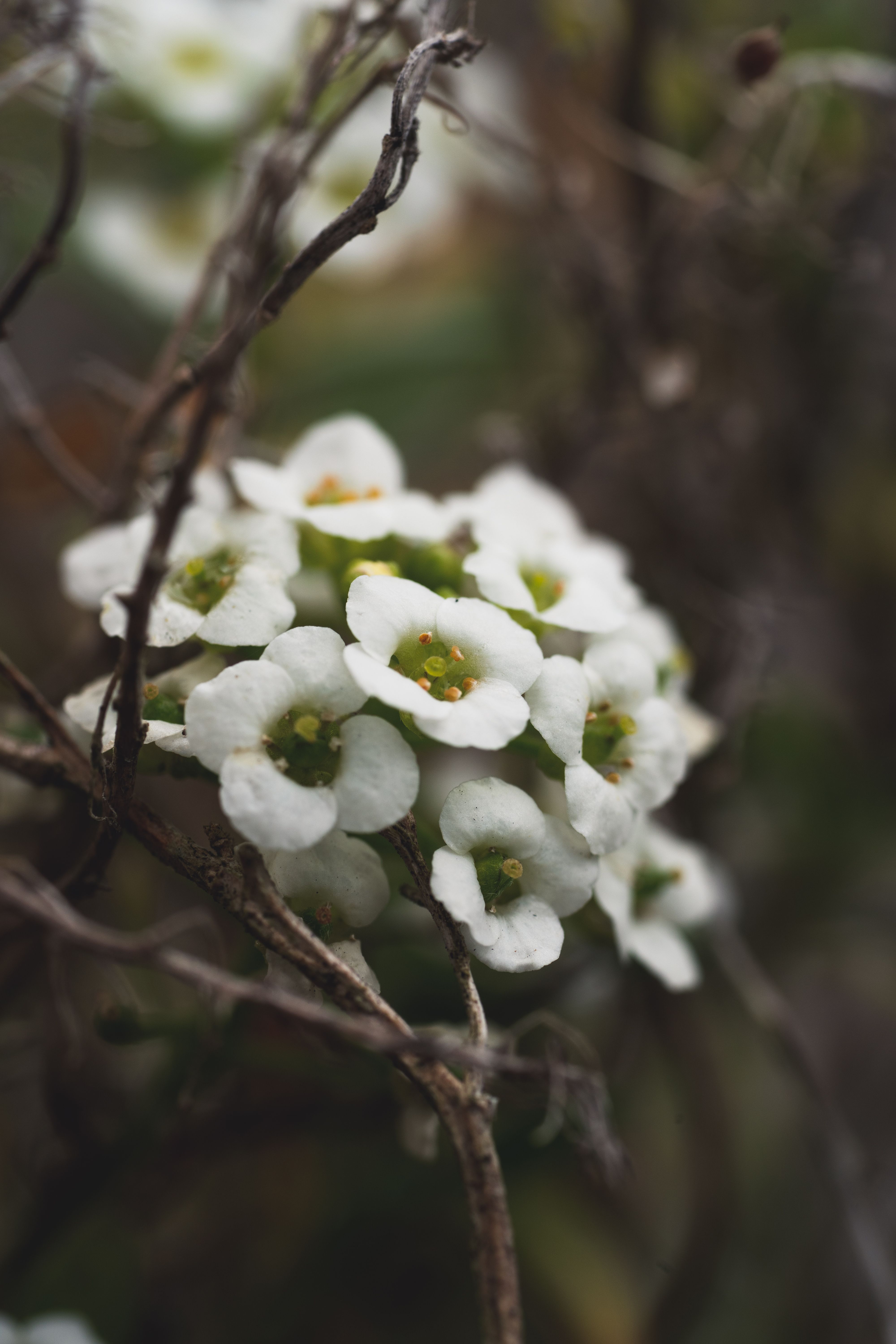 Mini Flowers With Branches Photos, Download The BEST Free Mini Flowers ...
