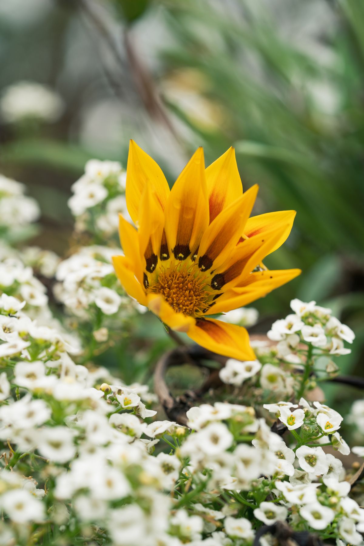 Flower 4k Wallpaper Photos, Download The BEST Free Flower 4k Wallpaper ...