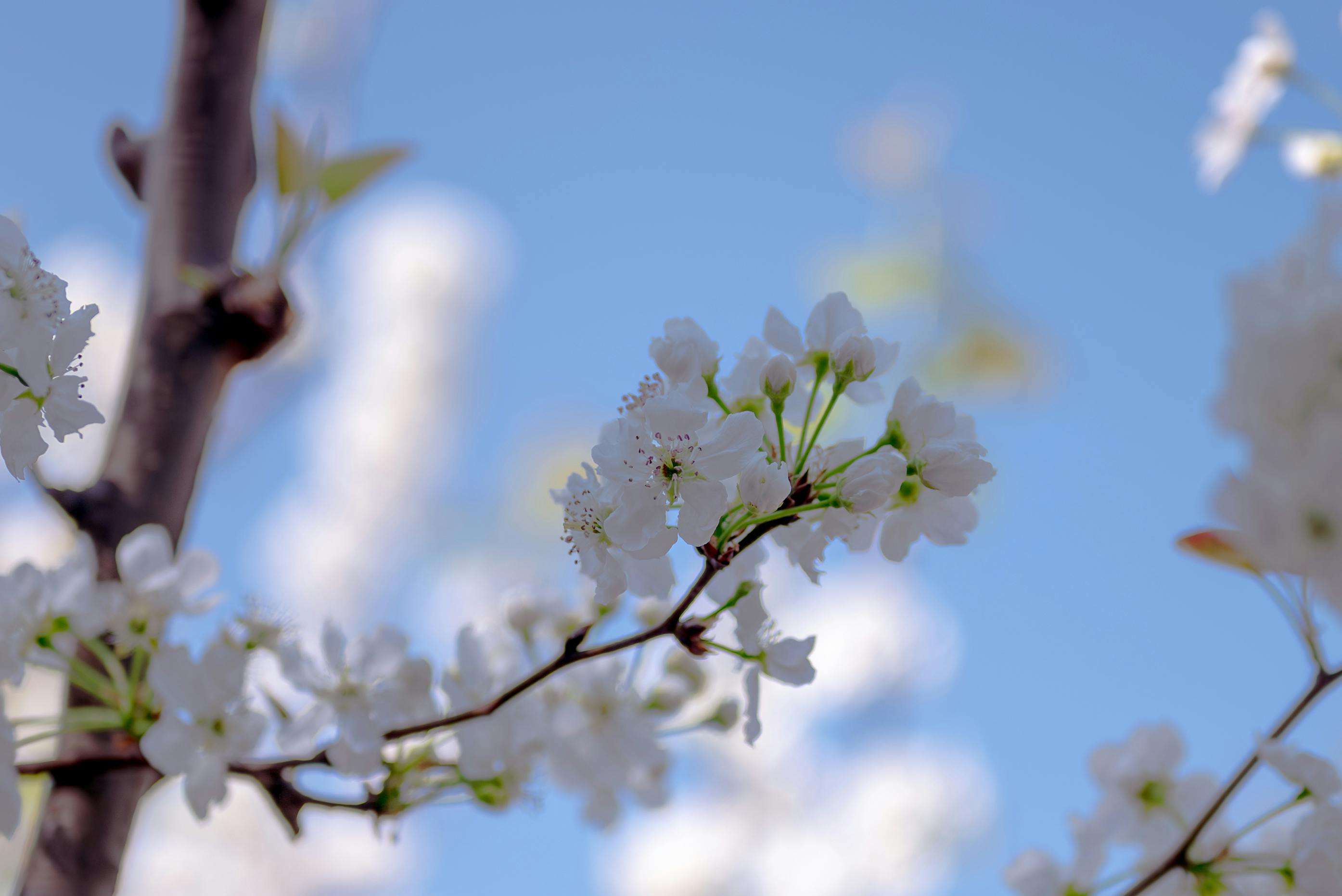 yi yan - Fotografía