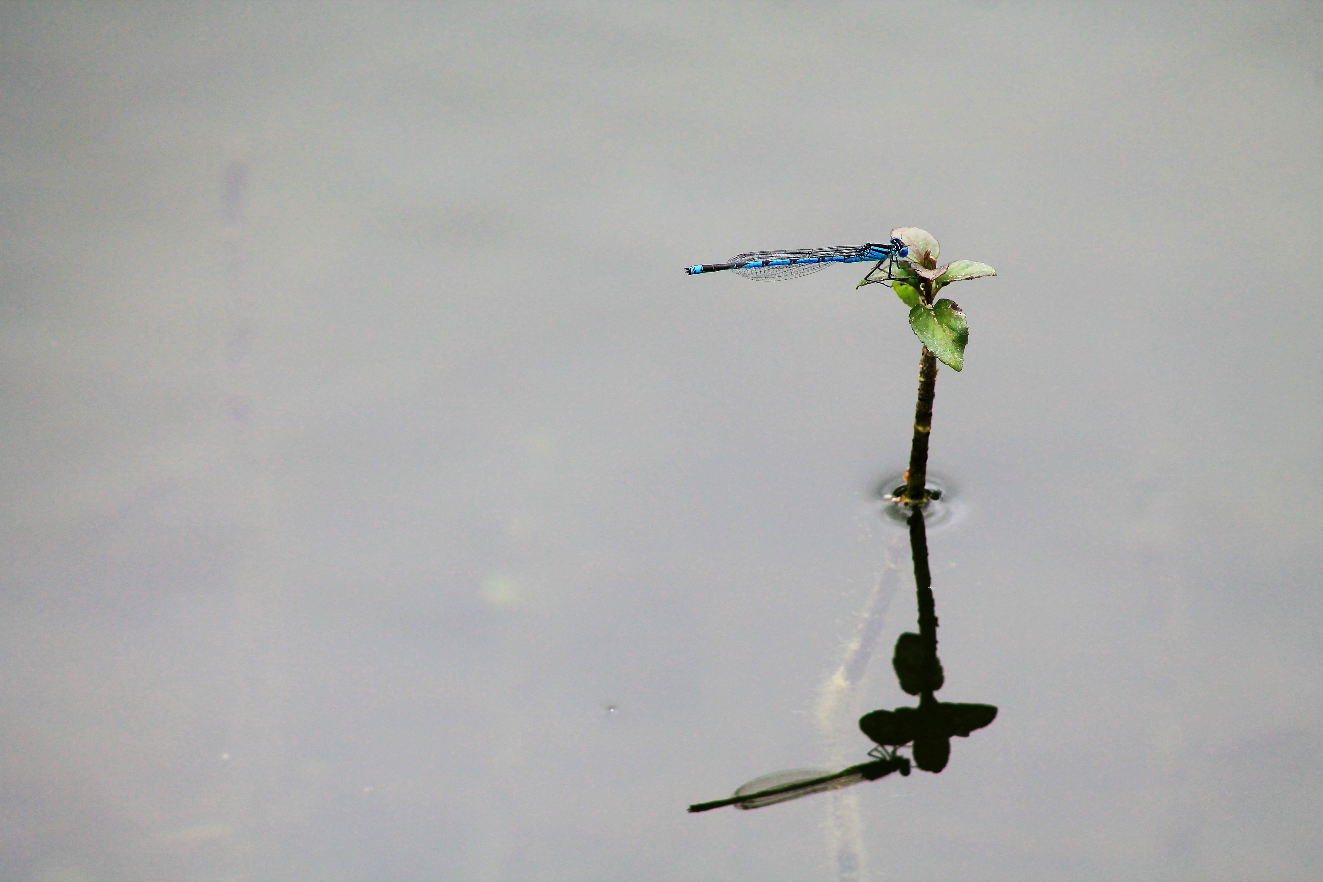 Volvo Bug Photos, Download The BEST Free Volvo Bug Stock Photos & HD Images