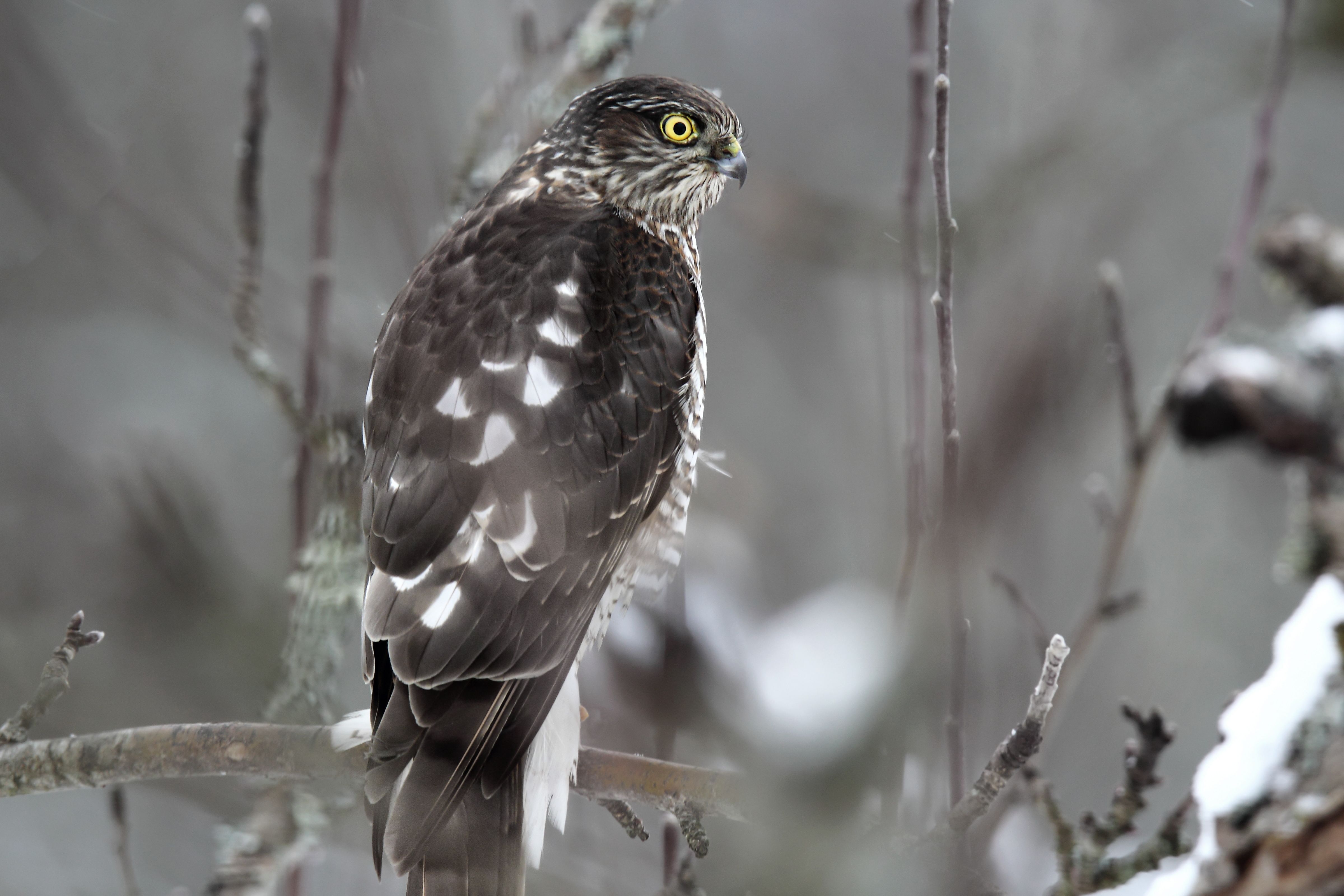 Hawk In Snow Photos, Download The BEST Free Hawk In Snow Stock Photos ...