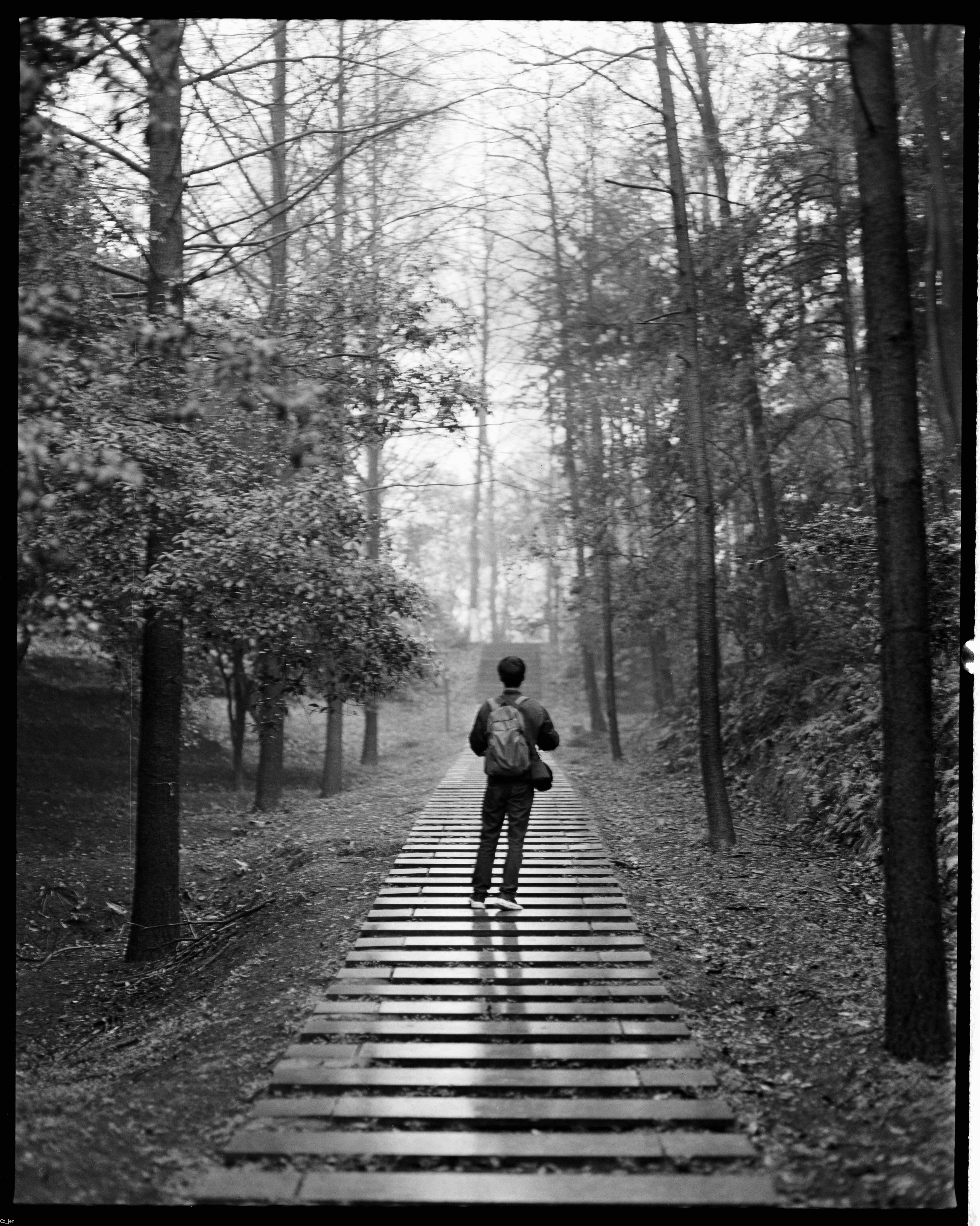 Black and White Back View of a Man Standing on a Boardwalk in a Forest ...