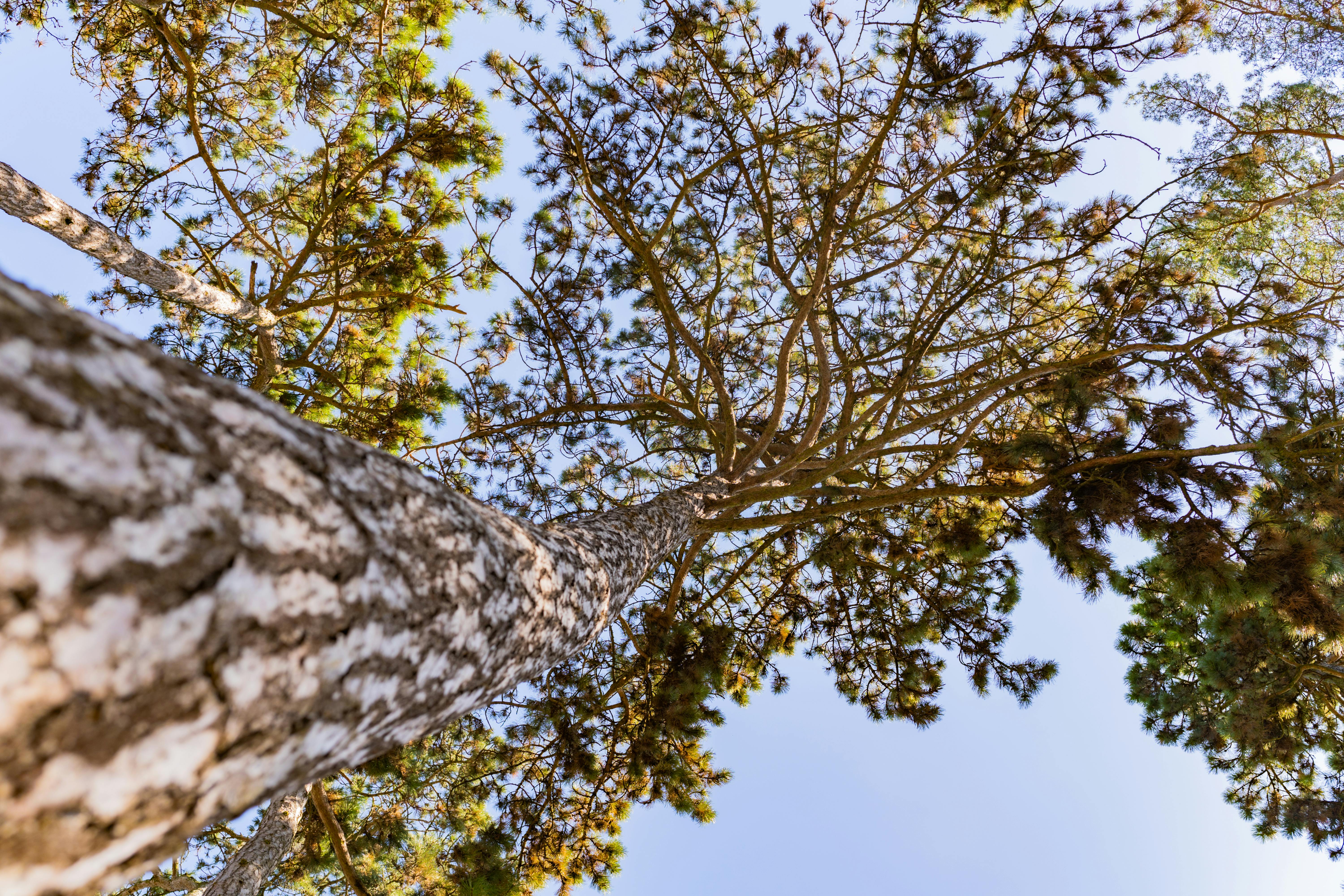Worm's Eye View of Pine Trees · Free Stock Photo