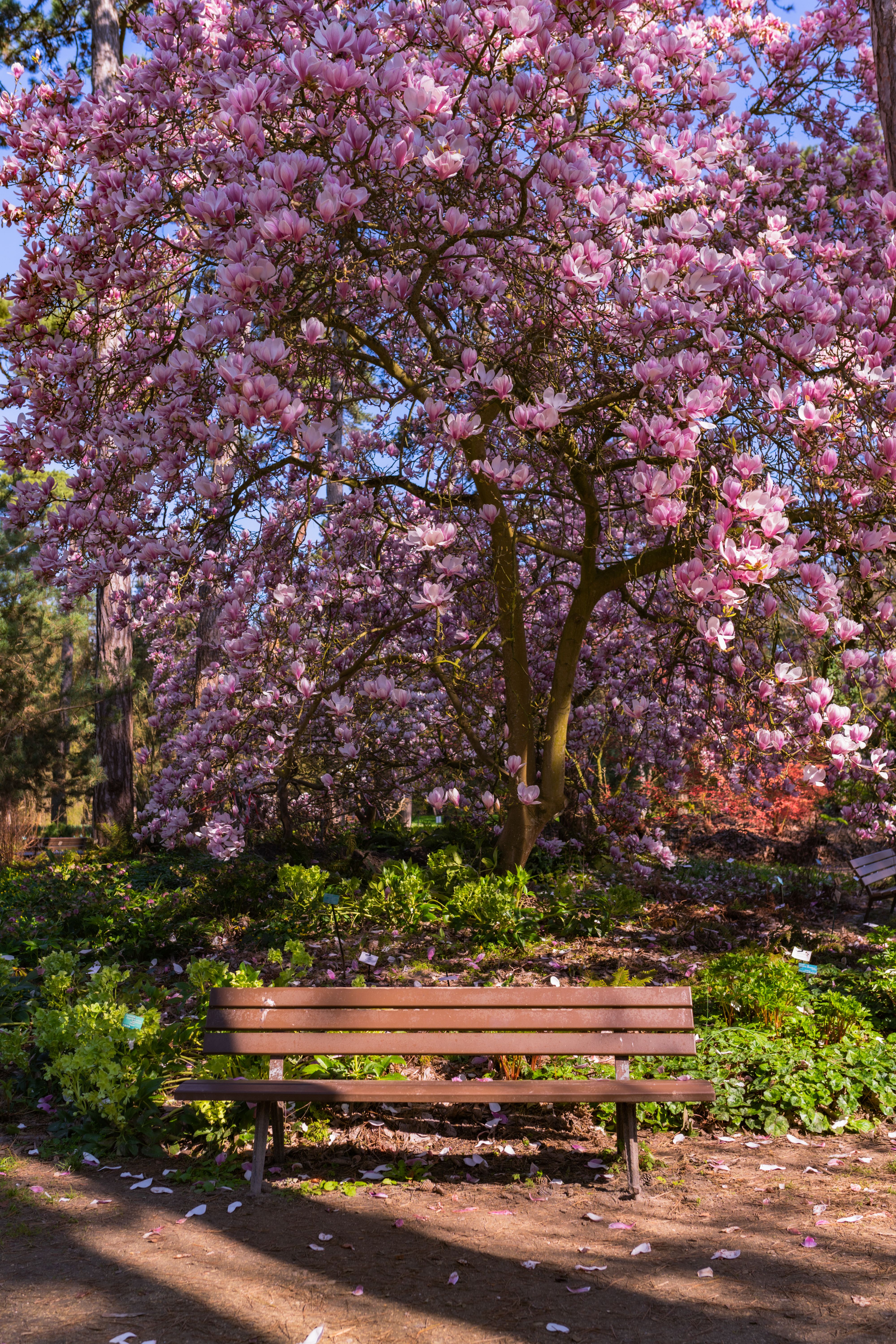 A Bench in Front of a Flowering Magnolia Tree in a Park · Free Stock Photo