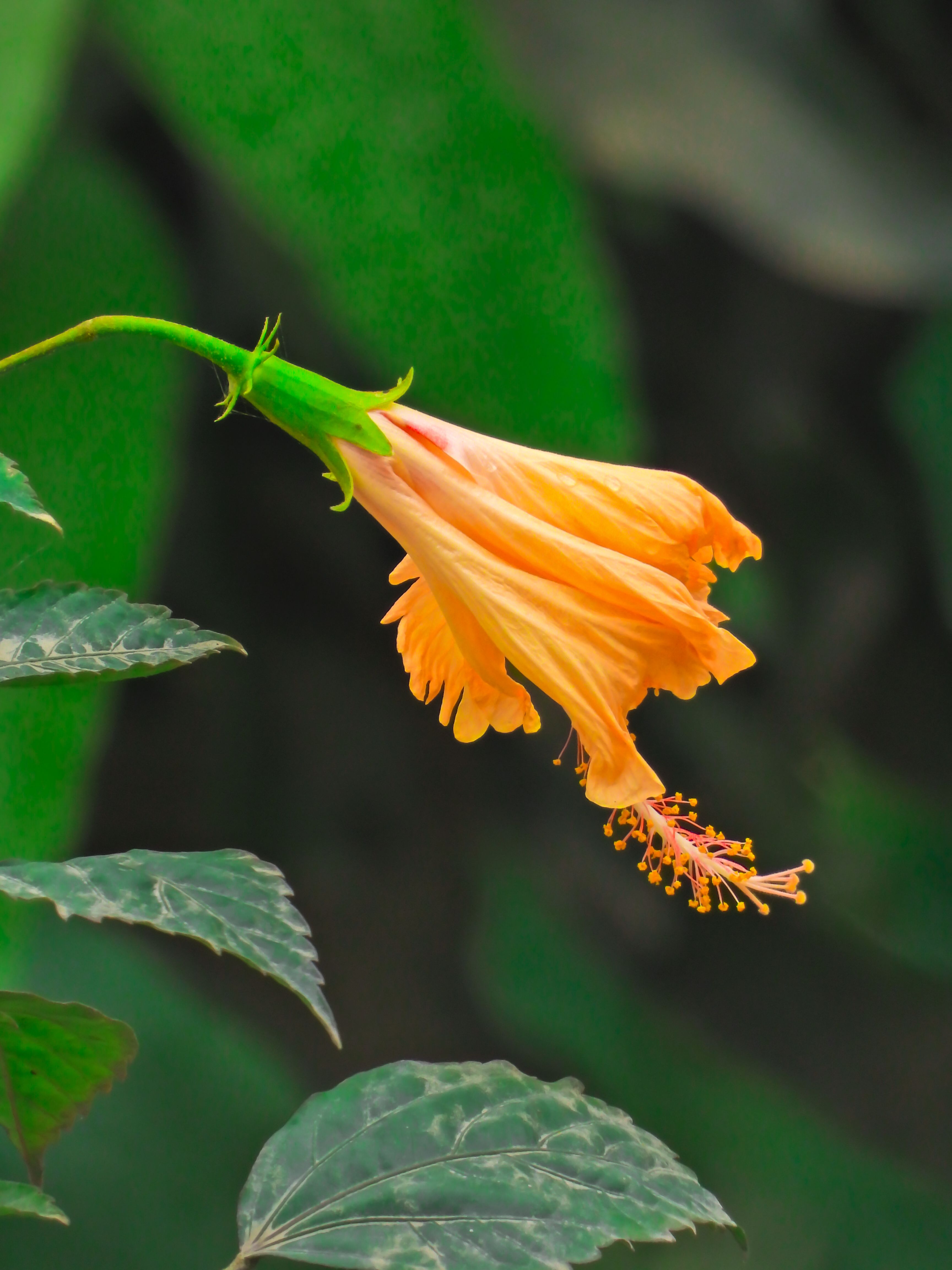 Yellow China Rose Flower · Free Stock Photo