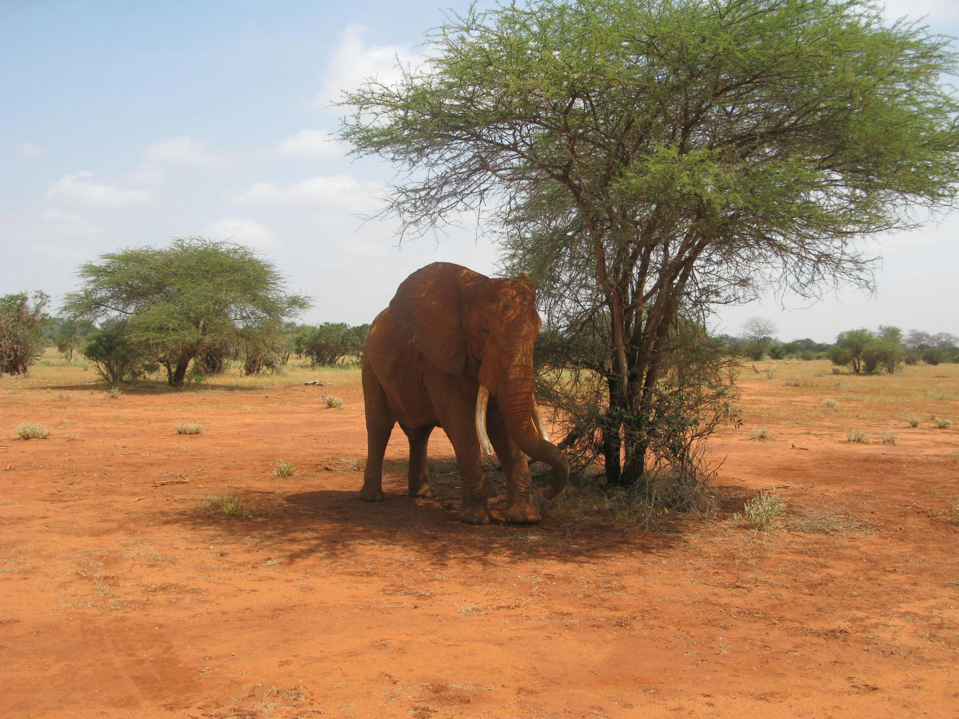 Elephant under Tree on Arid Savanna · Free Stock Photo