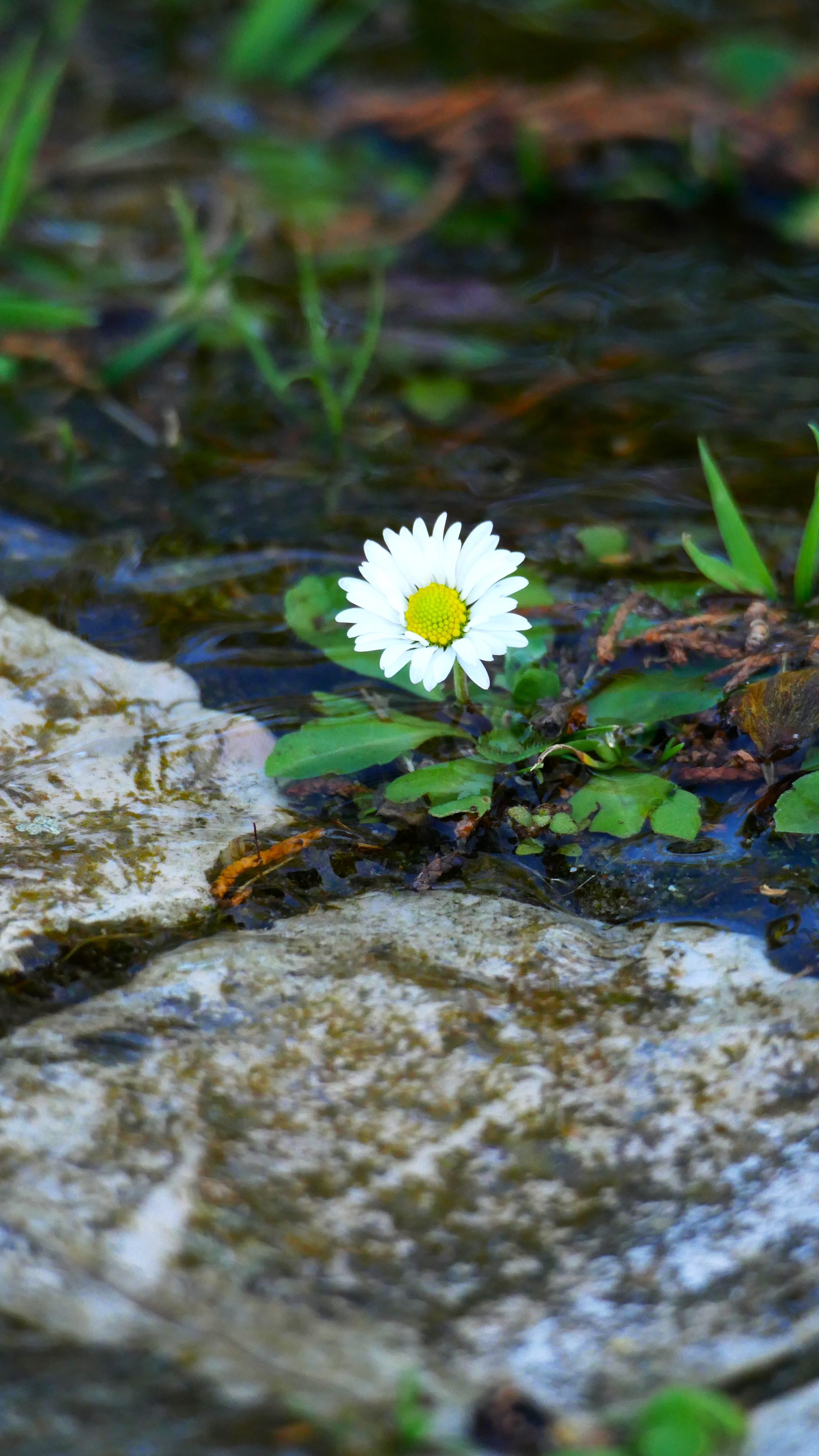 Close-up of a Daisy Growing in a Shallow Body of Water · Free Stock Photo