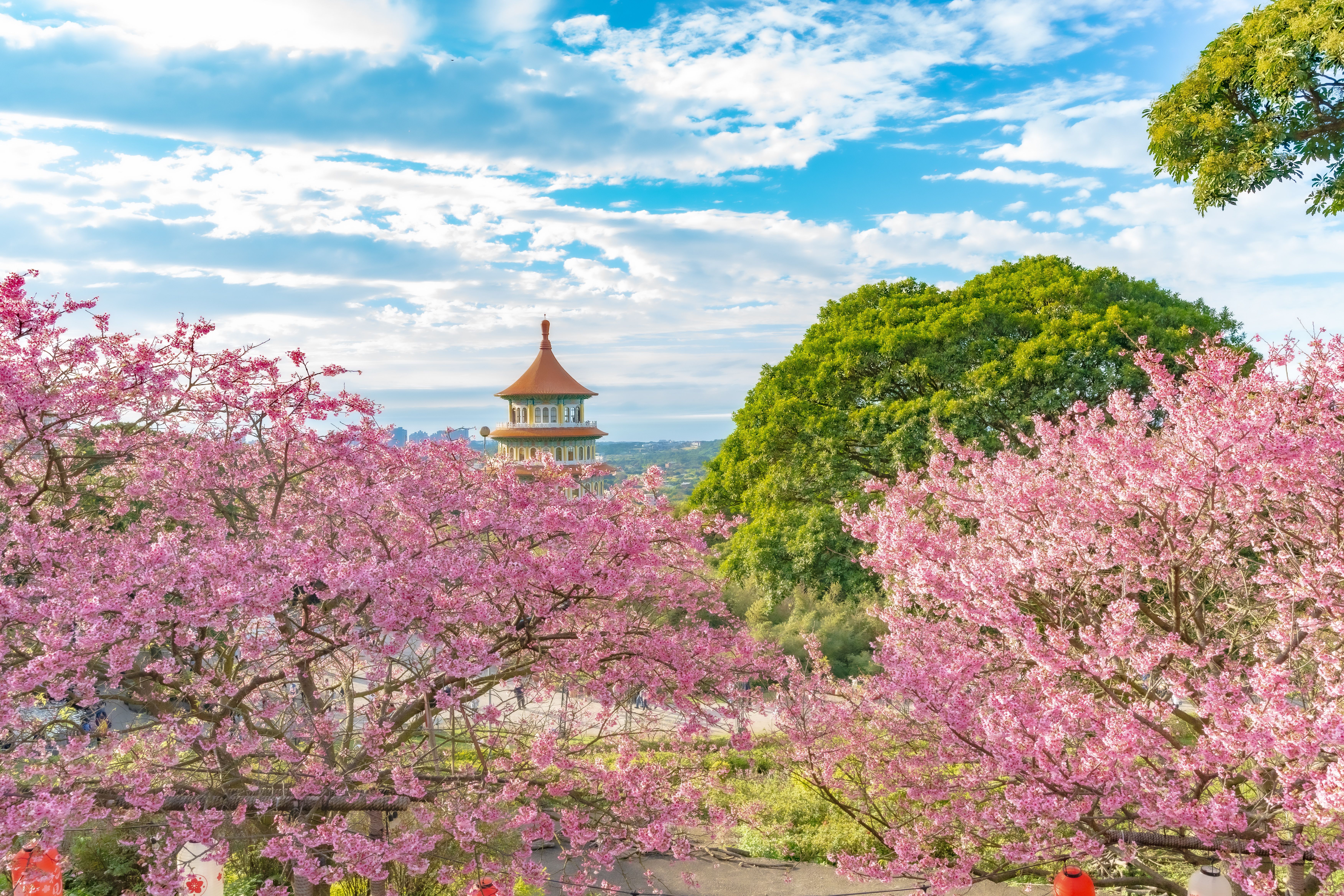 Wuji Tianyuan Temple behind Pink Cherry Trees in Taiwan · Free Stock Photo