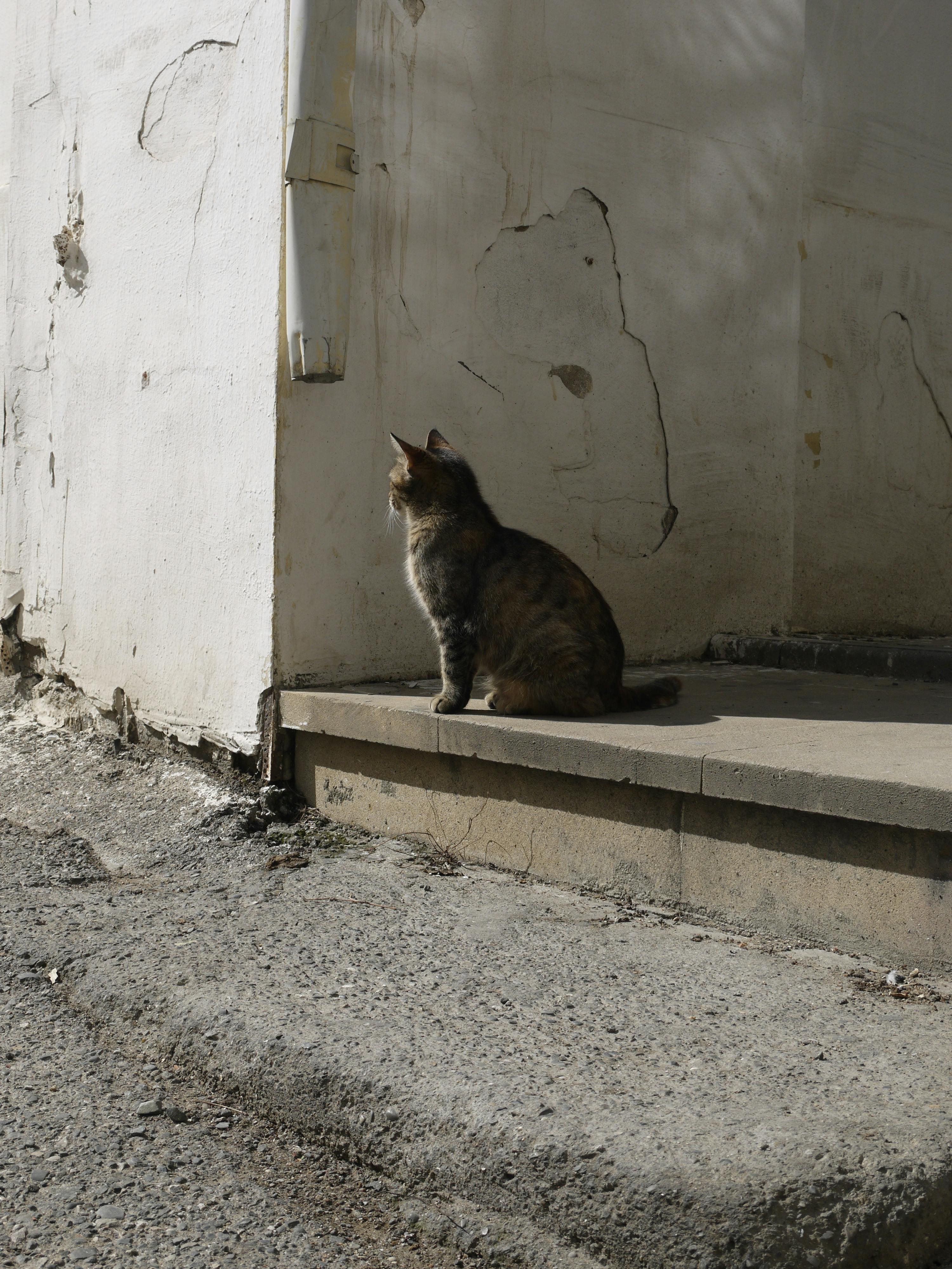 Back And White Photos, Download The BEST Free Back And White Stock ...