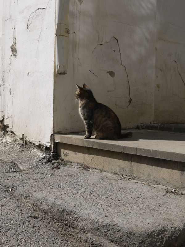 Full Body Cat Photos, Download The BEST Free Full Body Cat Stock Photos ...