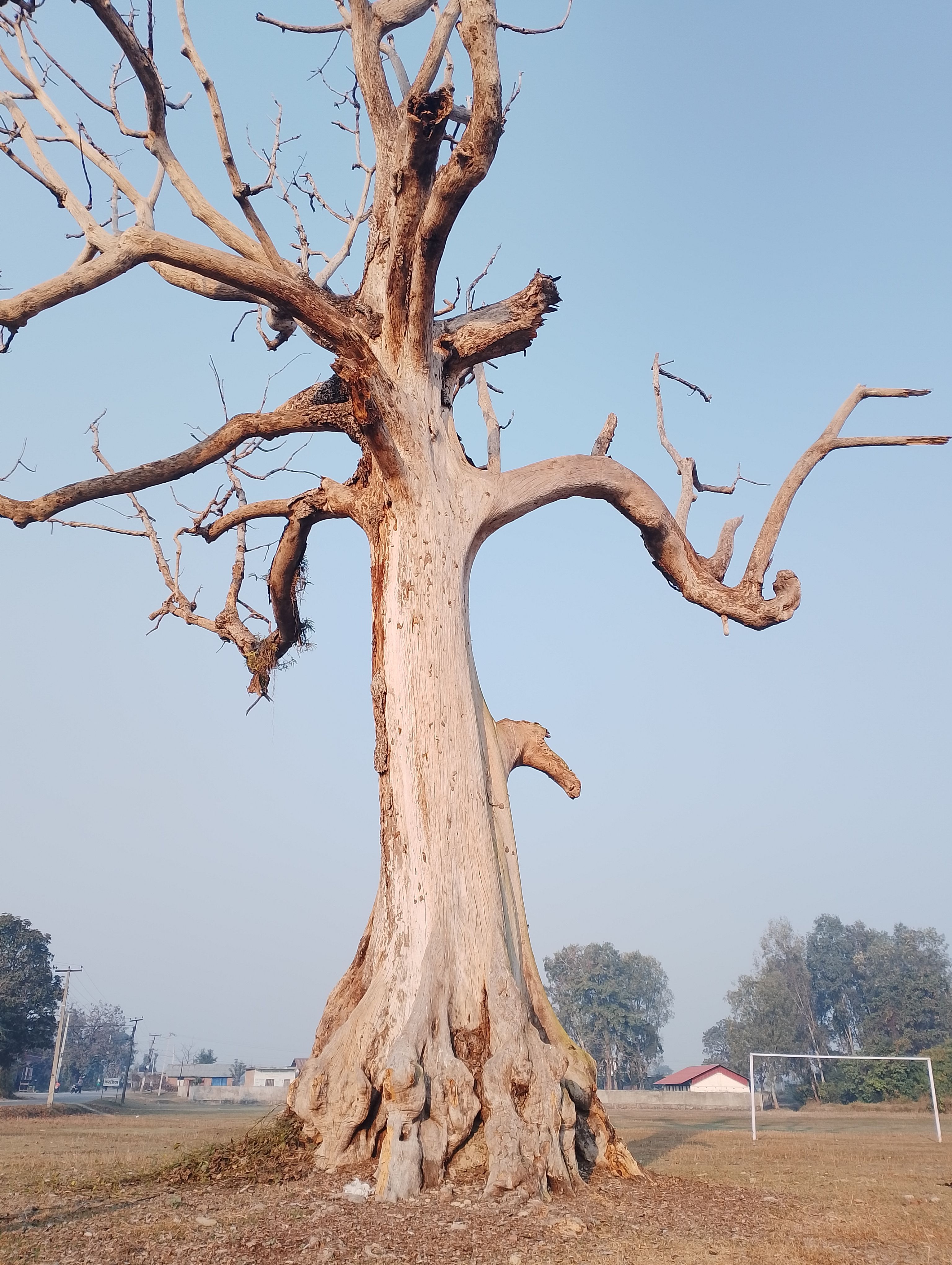 Bare, Withered Tree · Free Stock Photo