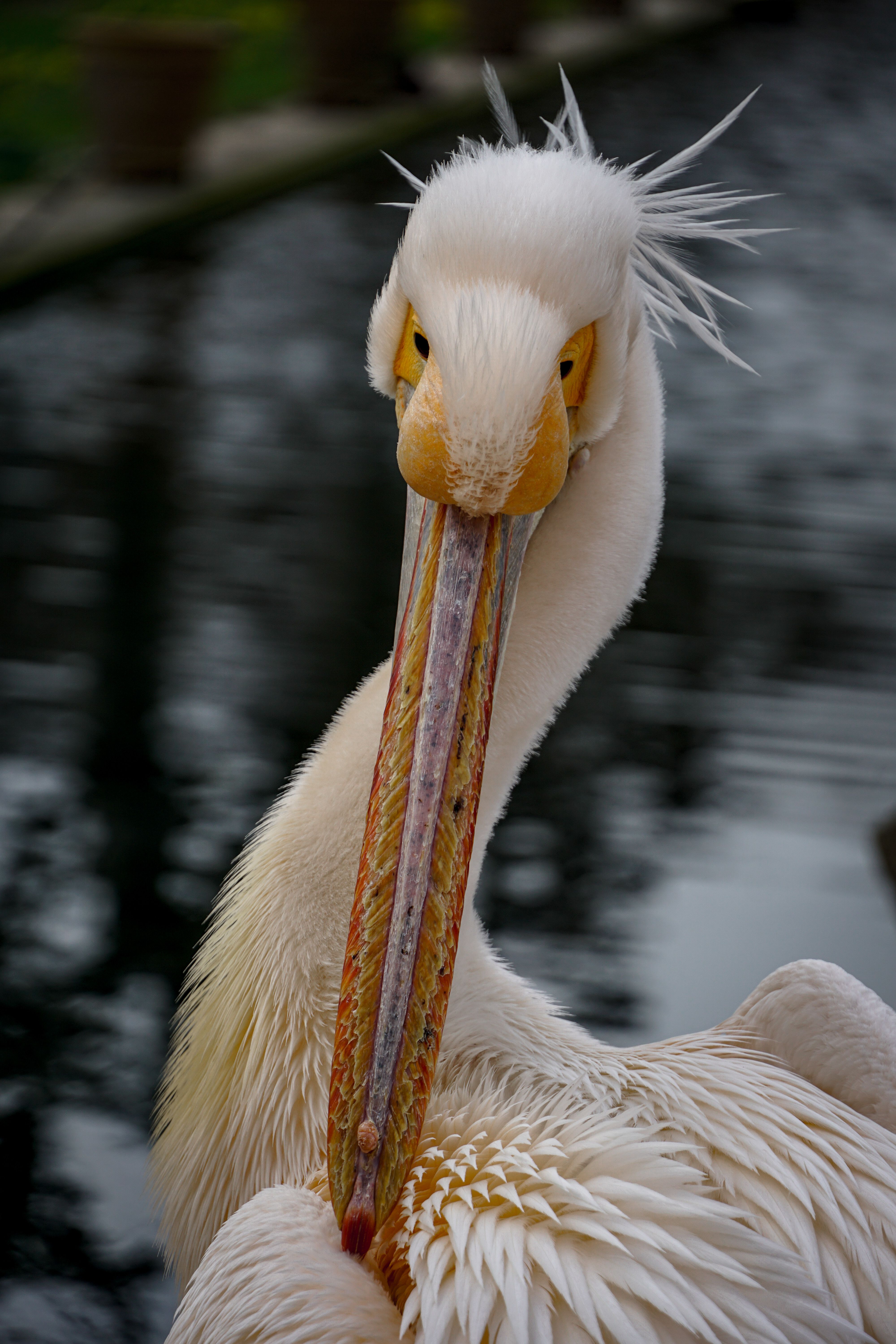 Portrait of American White Pelican · Free Stock Photo