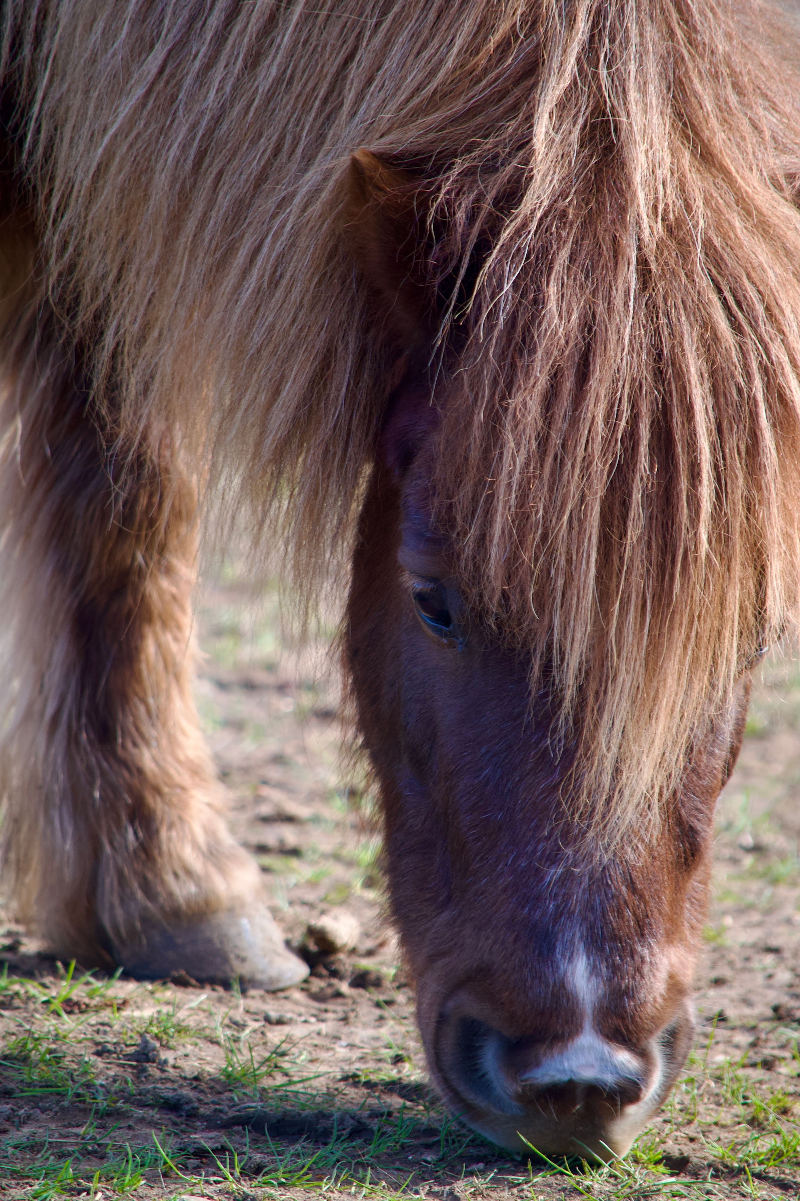 Hair Pony Photos, Download The BEST Free Hair Pony Stock Photos & HD Images
