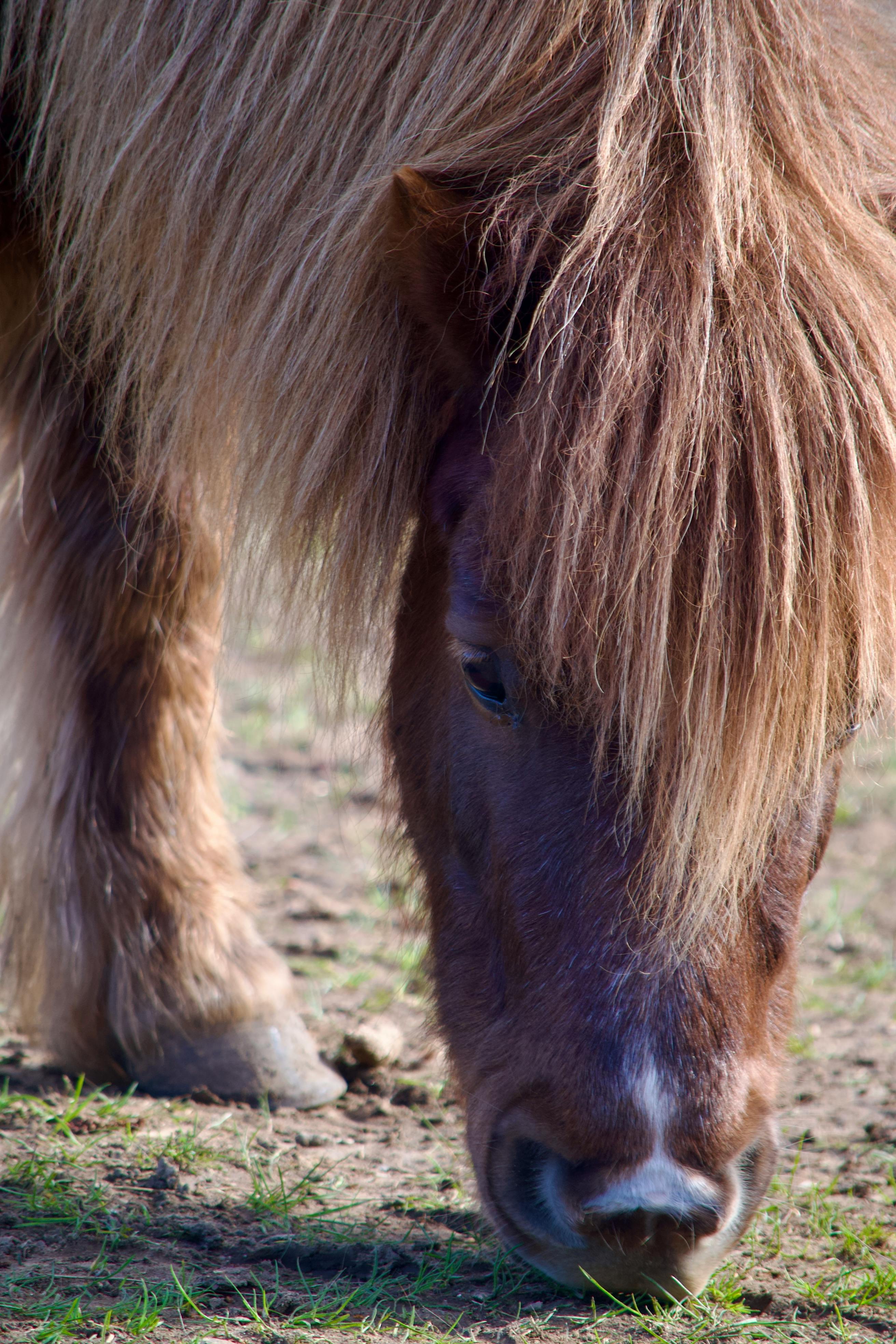 Brown Horse · Free Stock Photo
