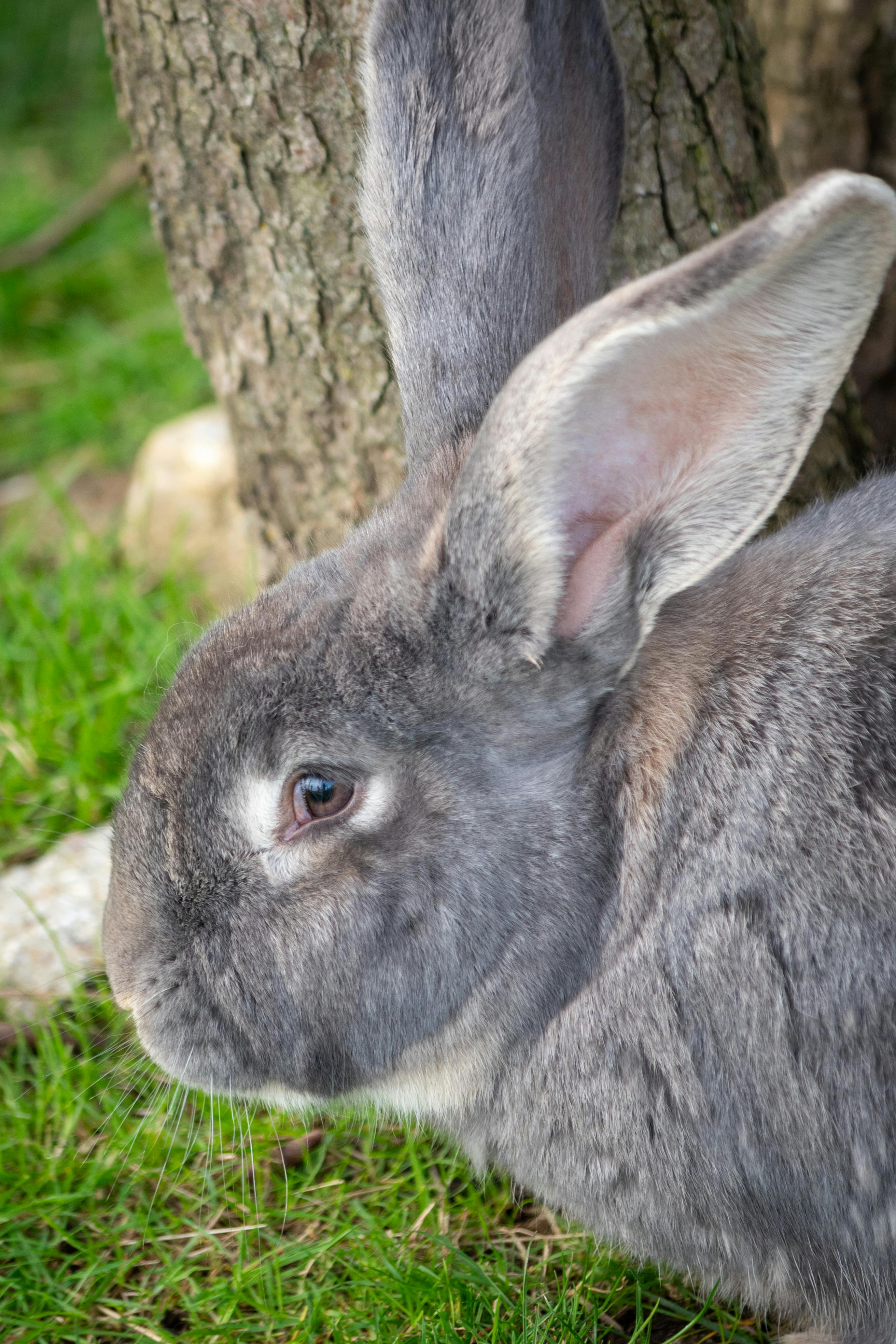Giant bunny · Free Stock Photo