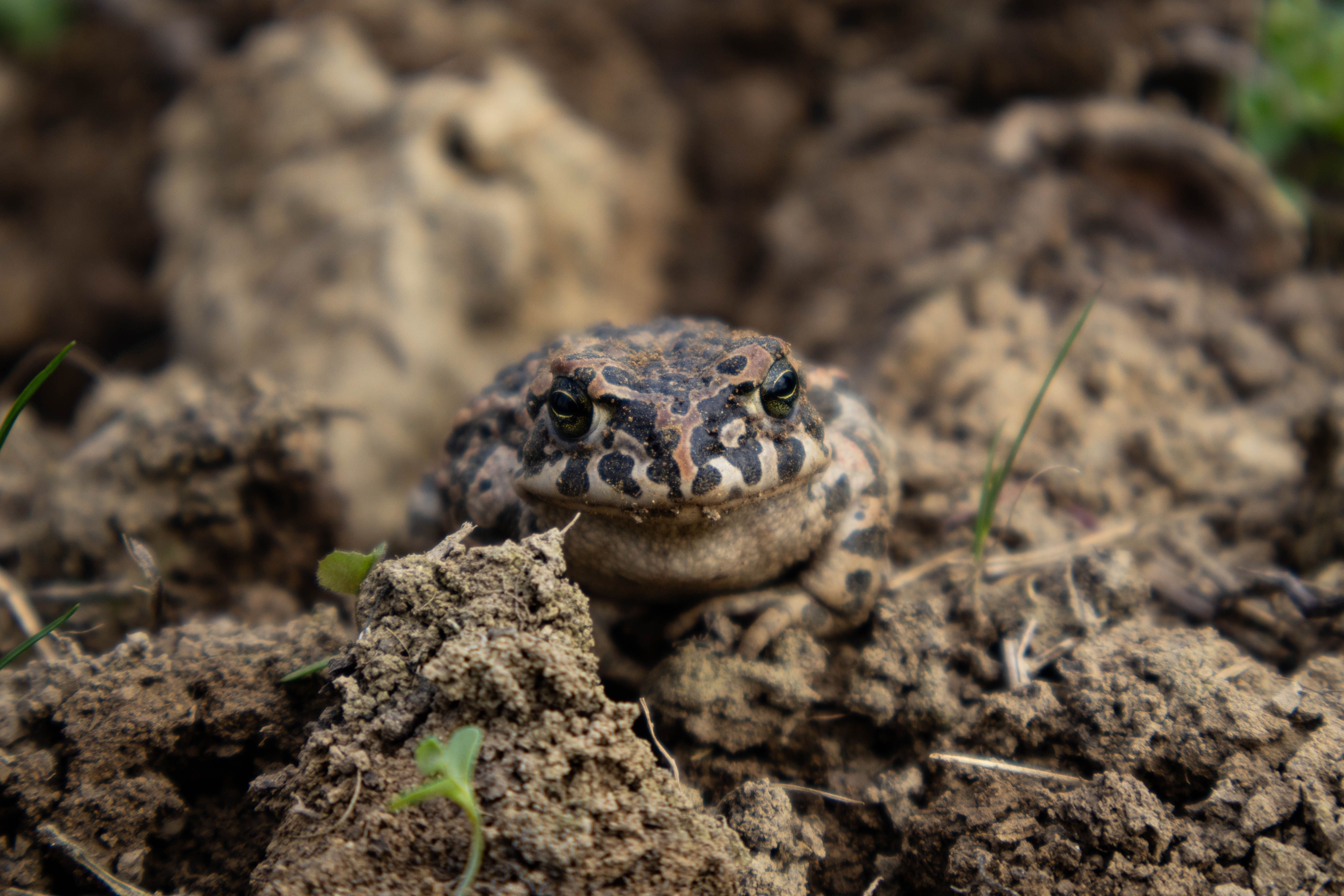 closeup photo of a frog standing on dry dirt from front wise ...