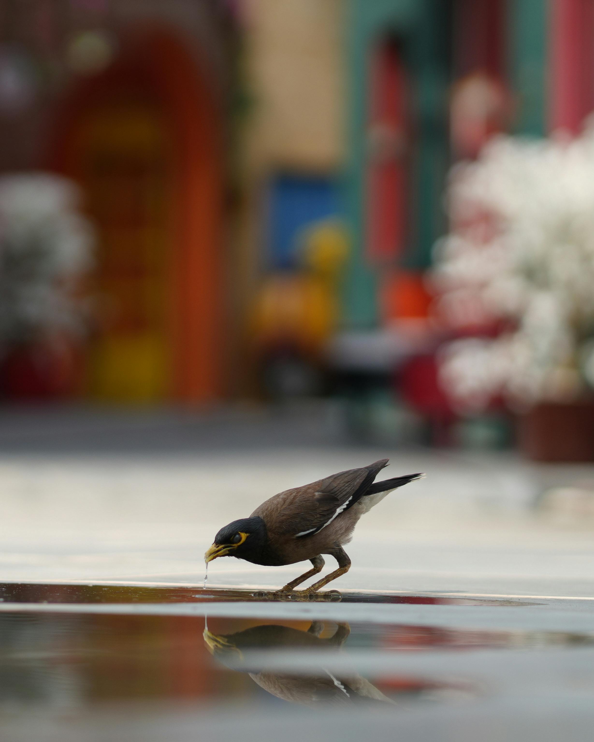 Hardial Singh - Fotografía