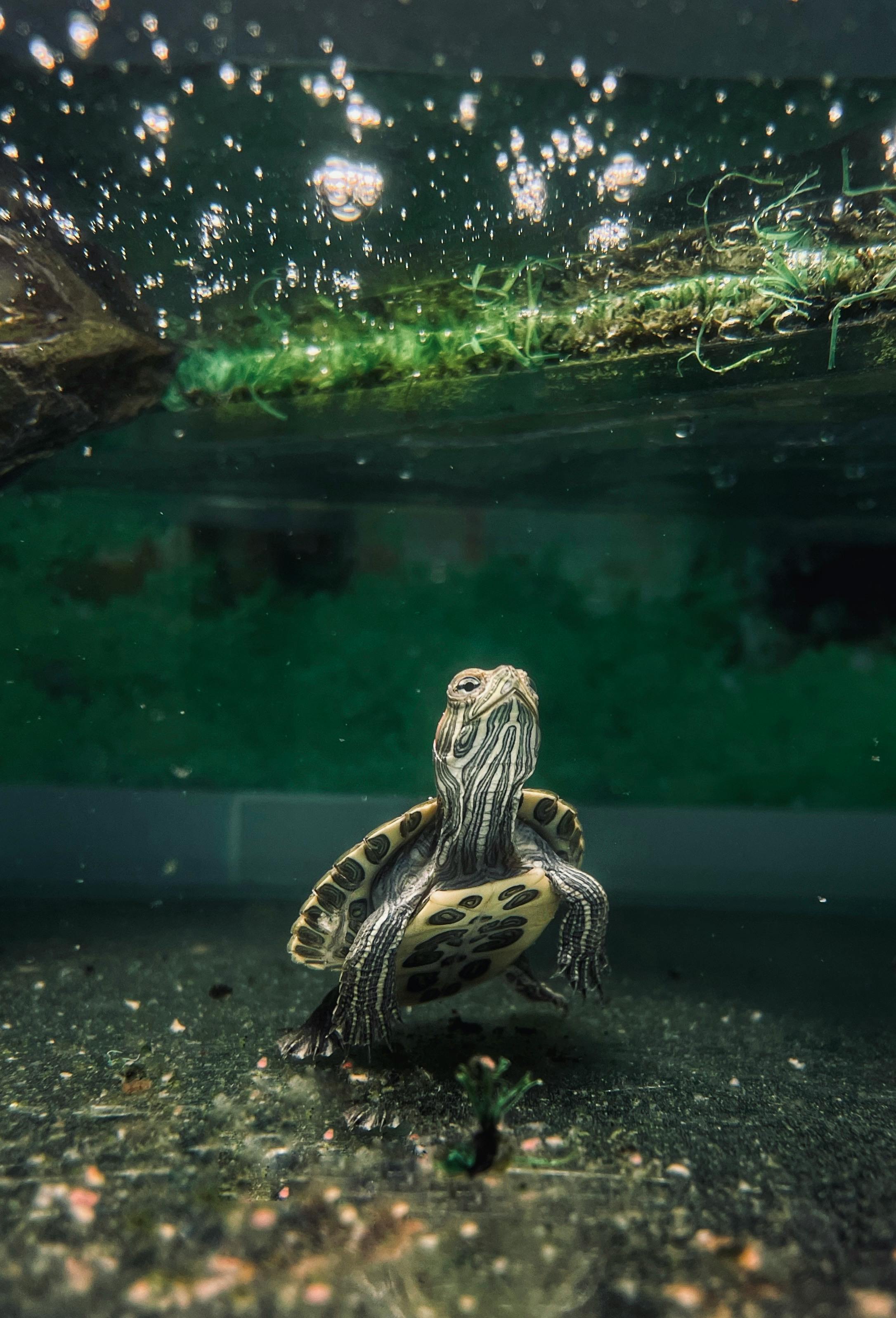 Small Turtle Swimming in an Aquarium · Free Stock Photo