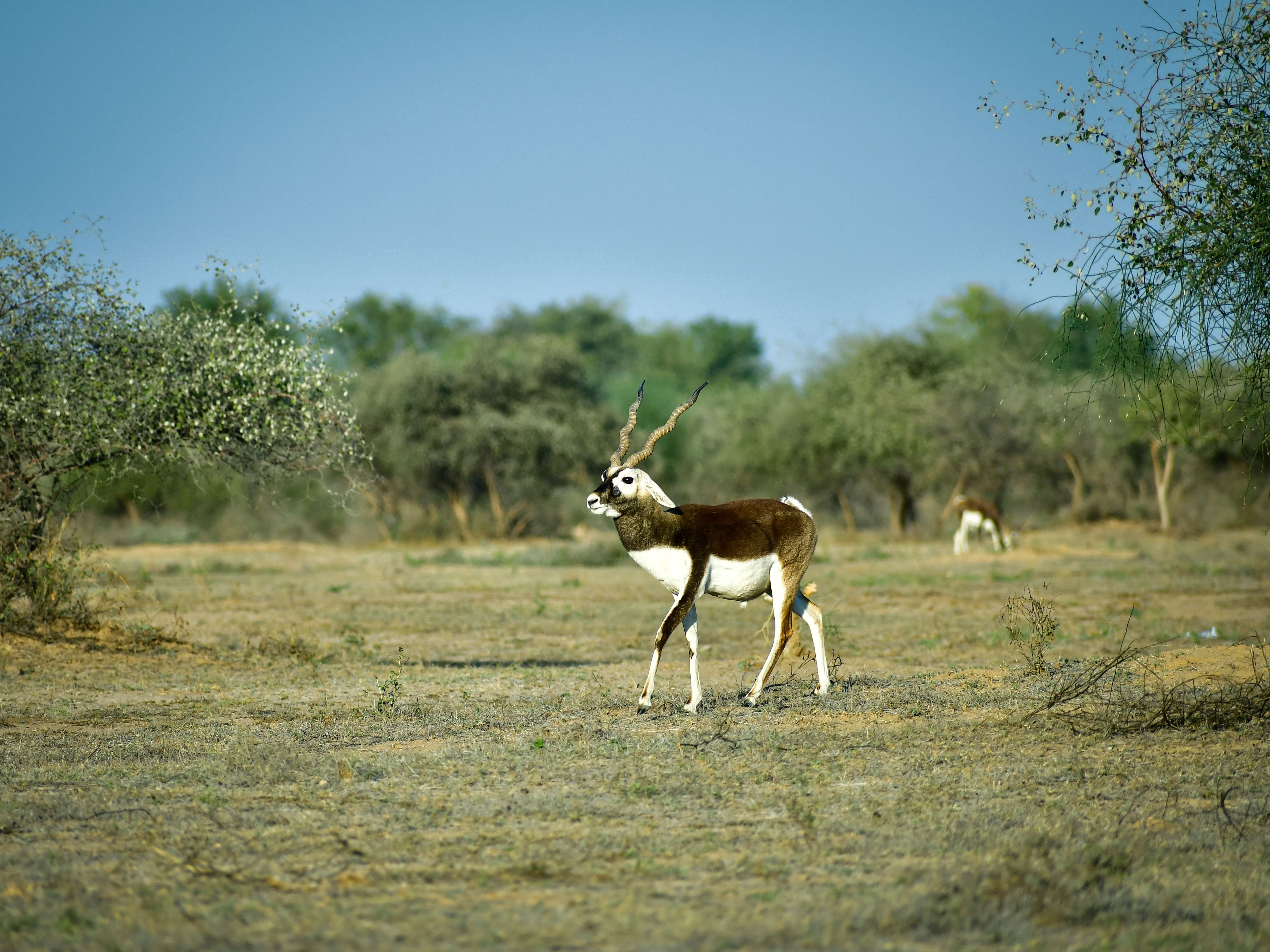 black buck · Free Stock Photo