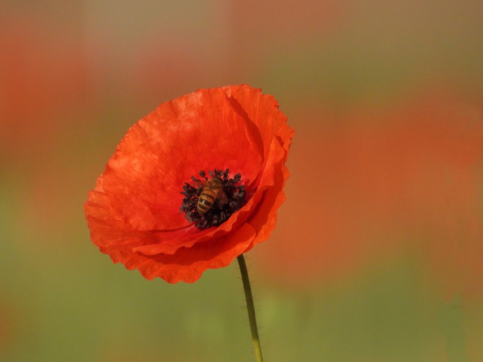 Color: Red Photos, Download The BEST Free Color: Red Stock Photos & HD ...