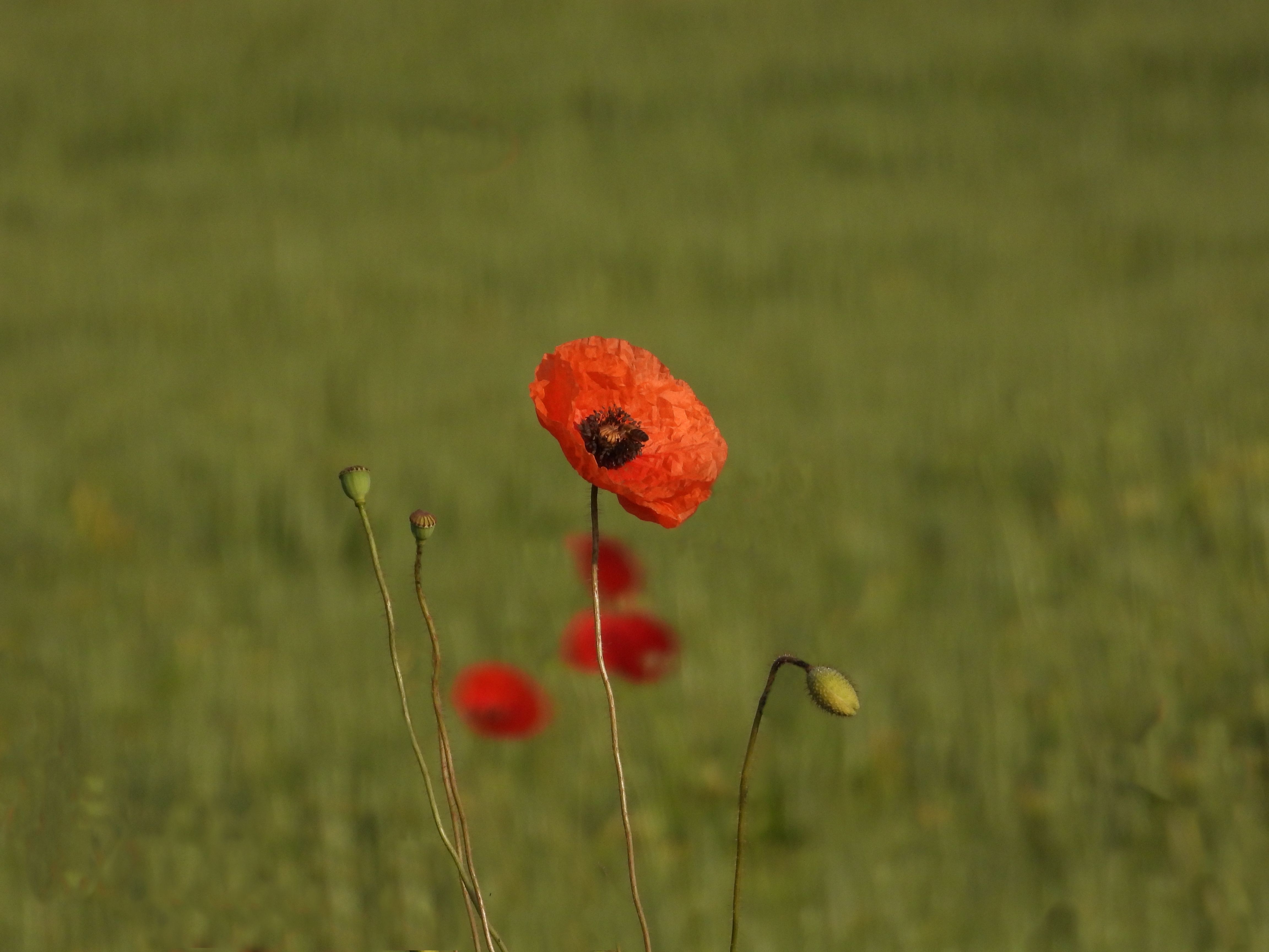 Small Poppy Blooming on a Grassland · Free Stock Photo
