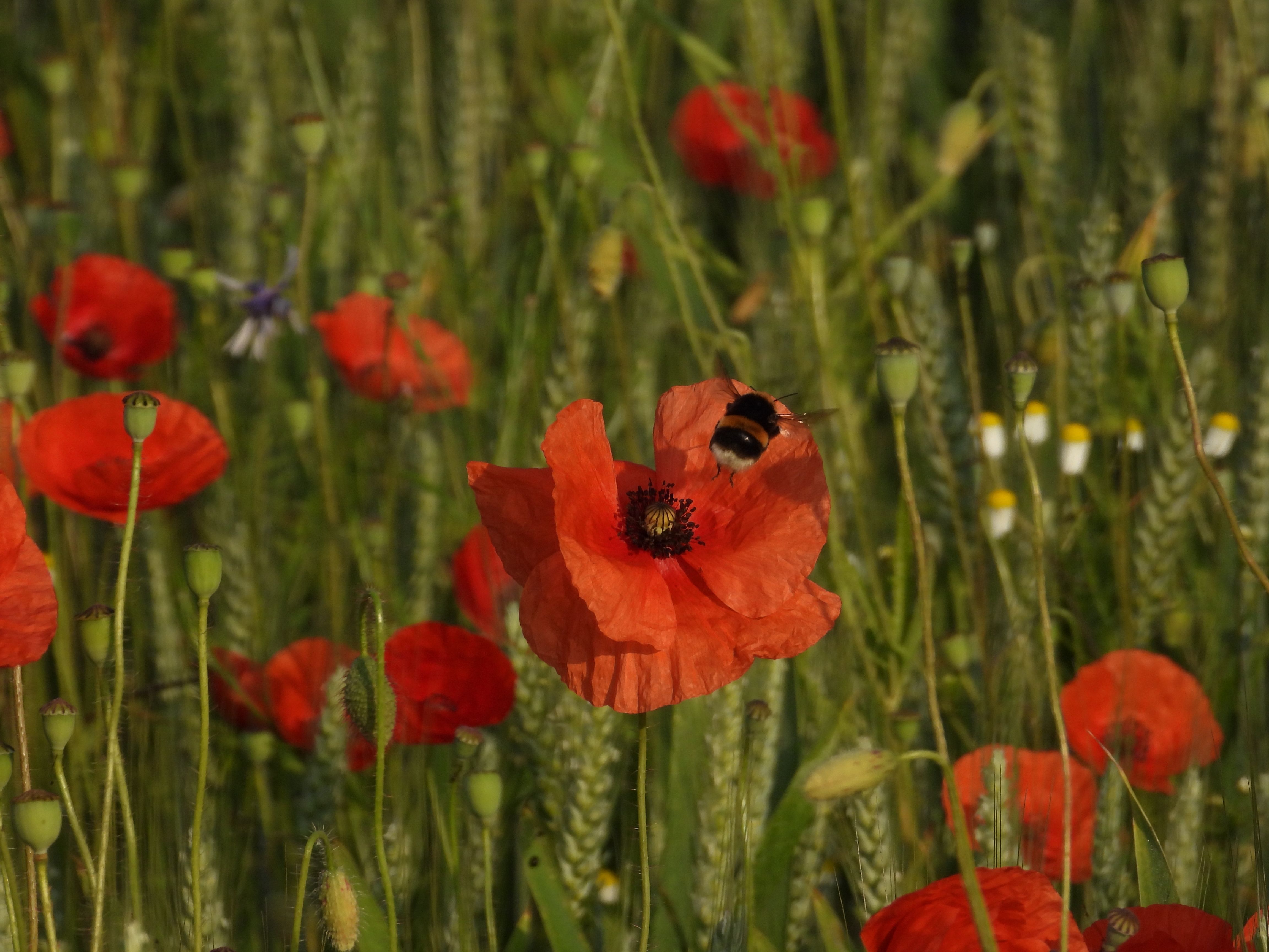 Bee Flying Over Blooming Poppies · Free Stock Photo
