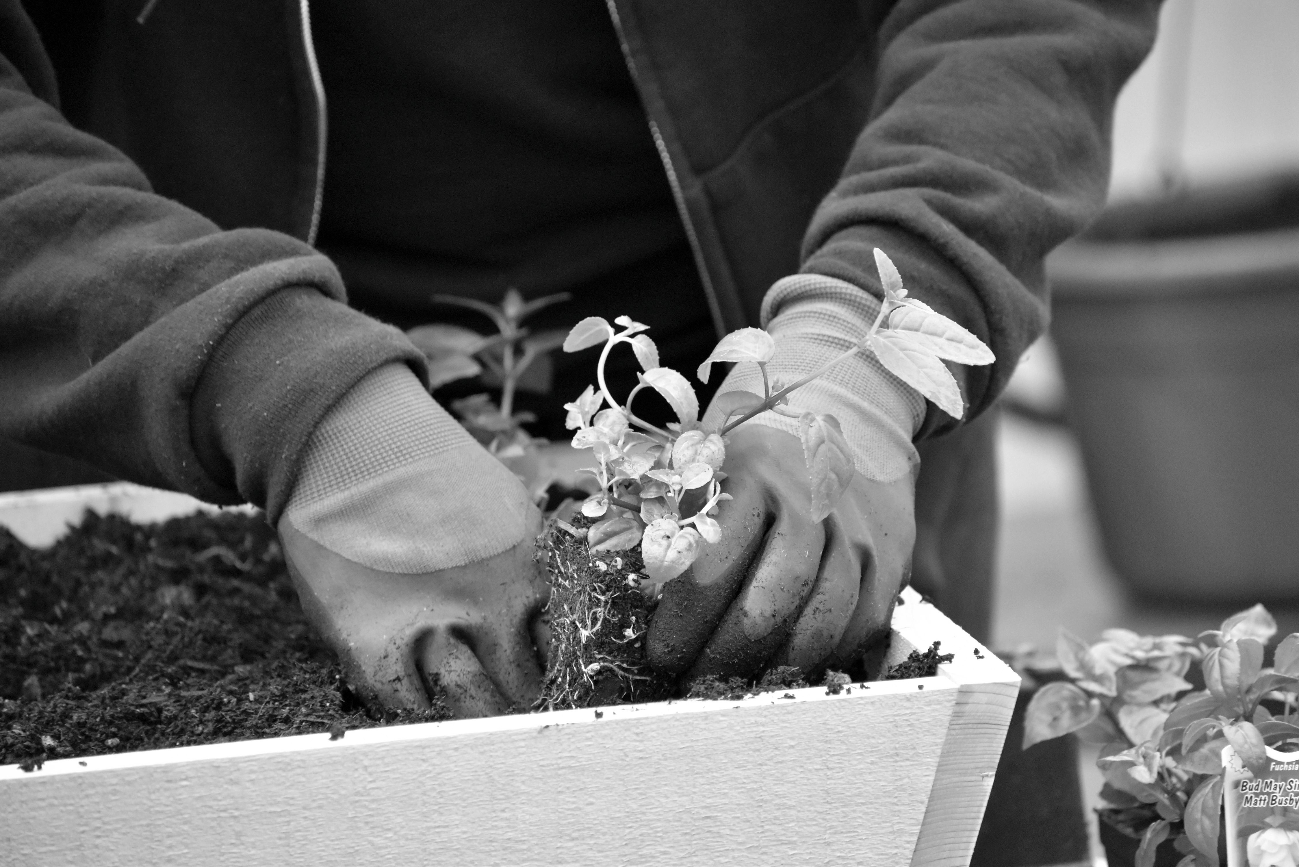 A person is planting a plant in a box · Free Stock Photo