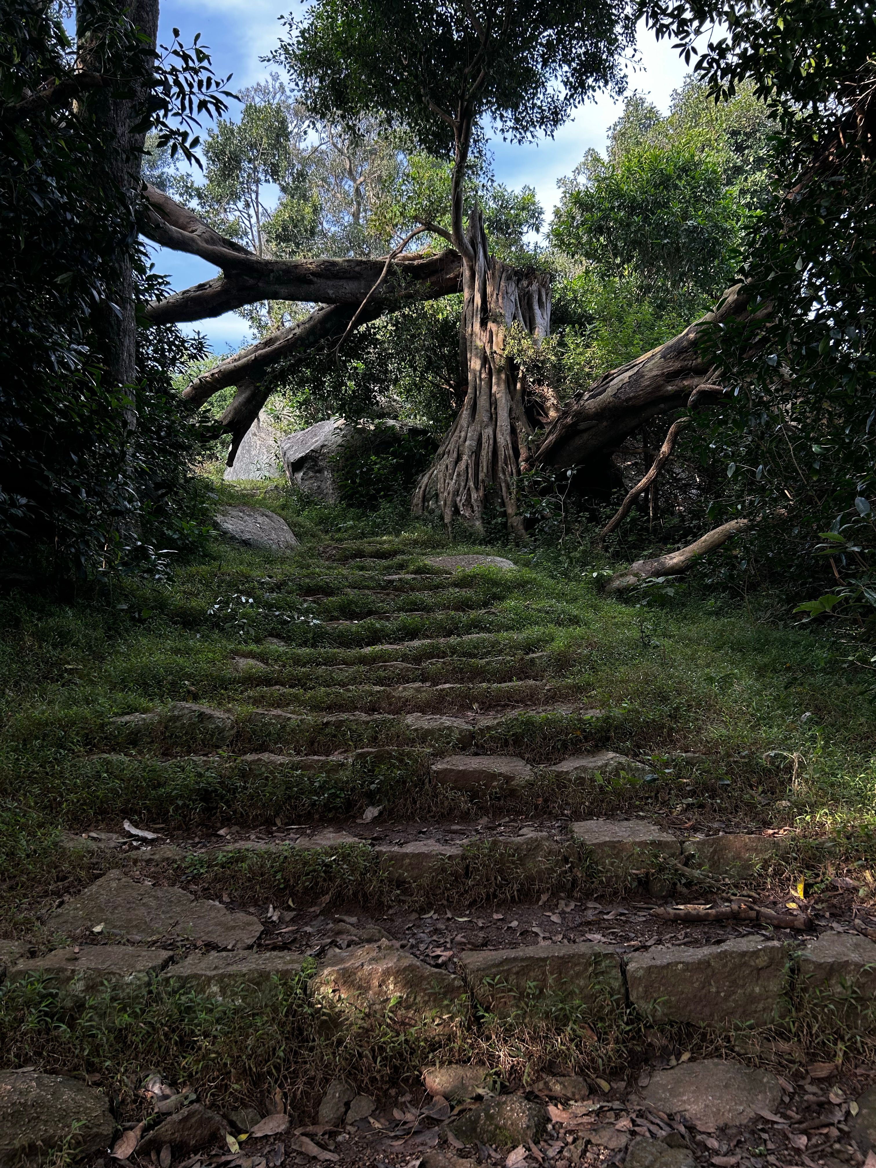 Broken Tree over Old Stone Steps in a Forest · Free Stock Photo