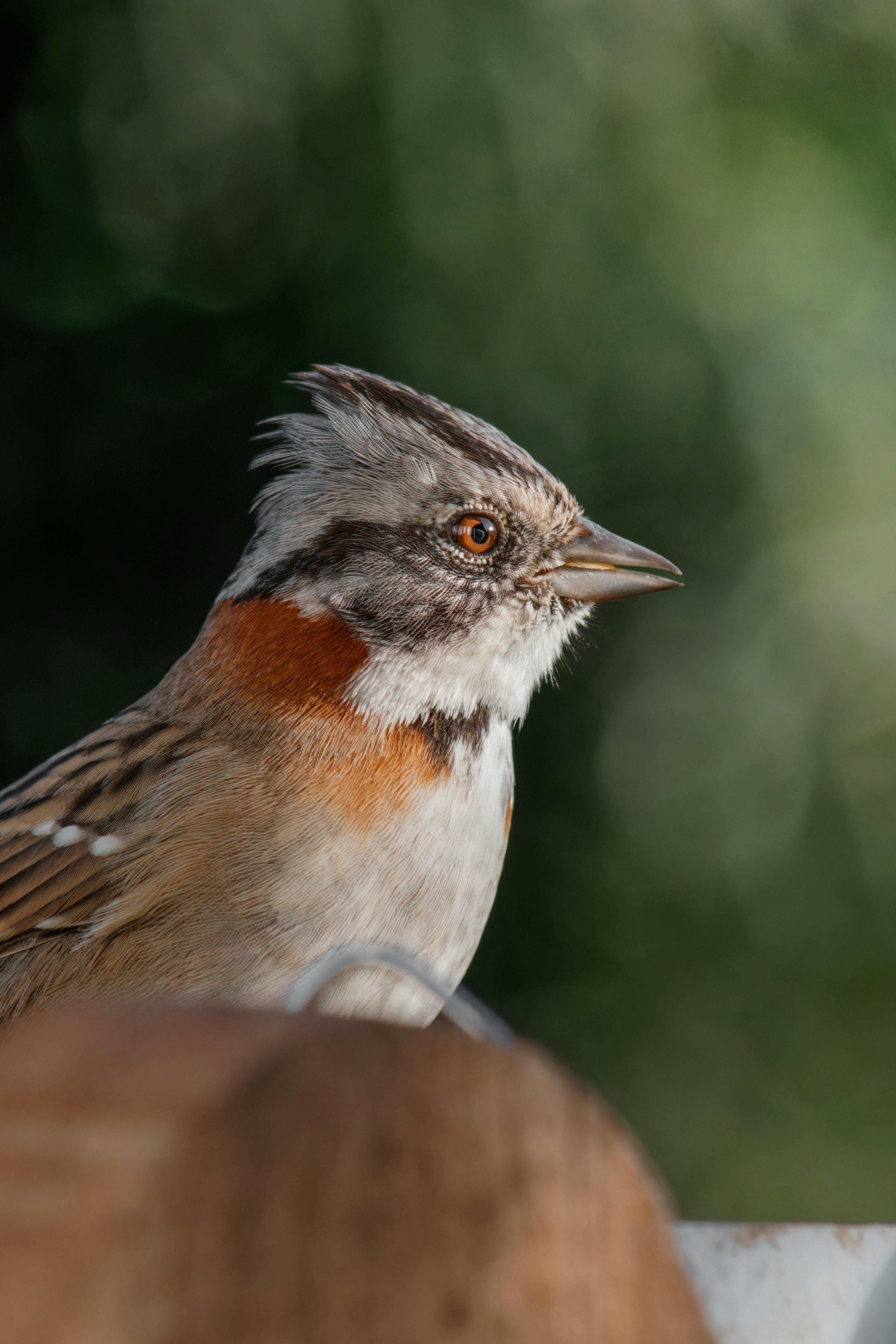 Kruiden Fowel Photos, Download The BEST Free Kruiden Fowel Stock Photos ...