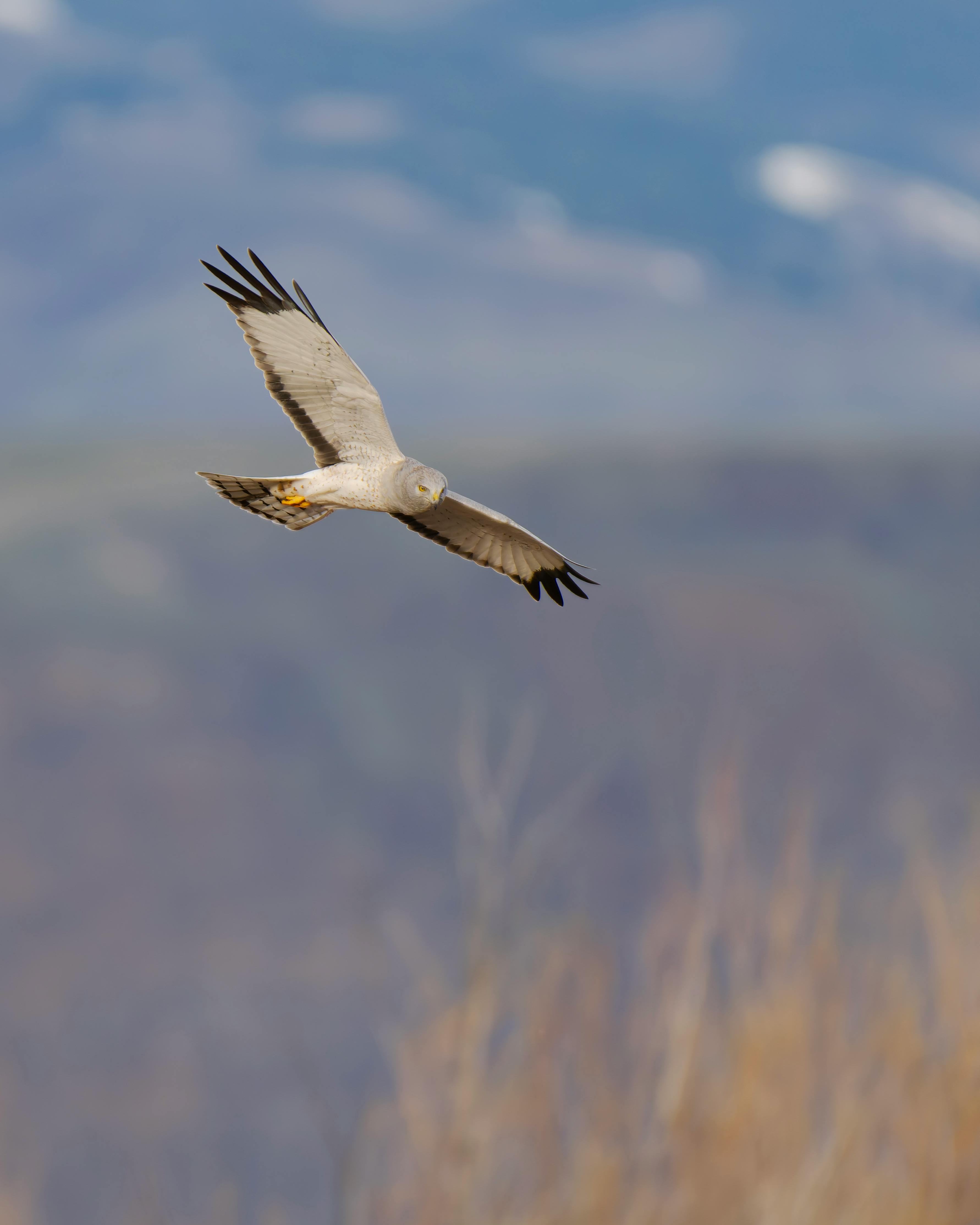 A hawk flying over a field with mountains in the background · Free ...