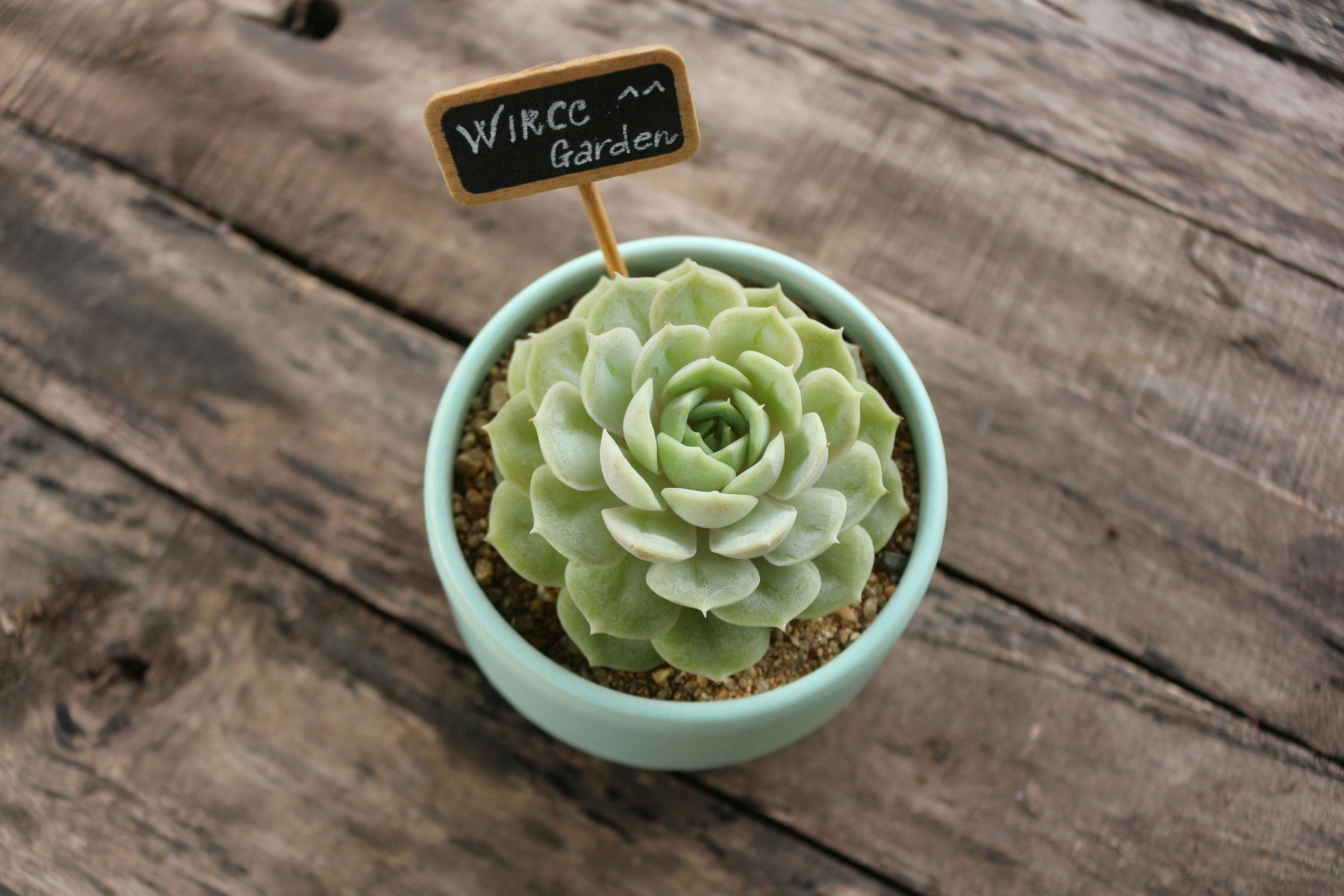 Flowerpot Photos, Download The BEST Free Flowerpot Stock Photos & HD Images