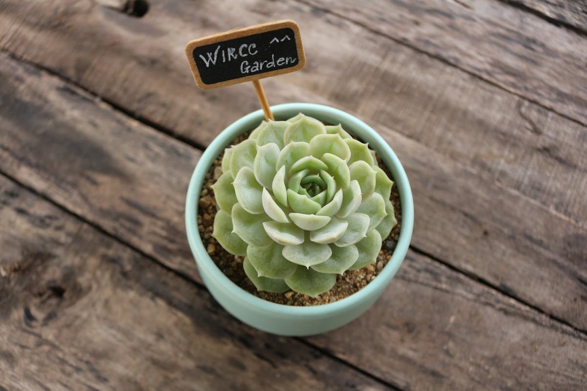 Flowerpot Photos, Download The BEST Free Flowerpot Stock Photos & HD Images