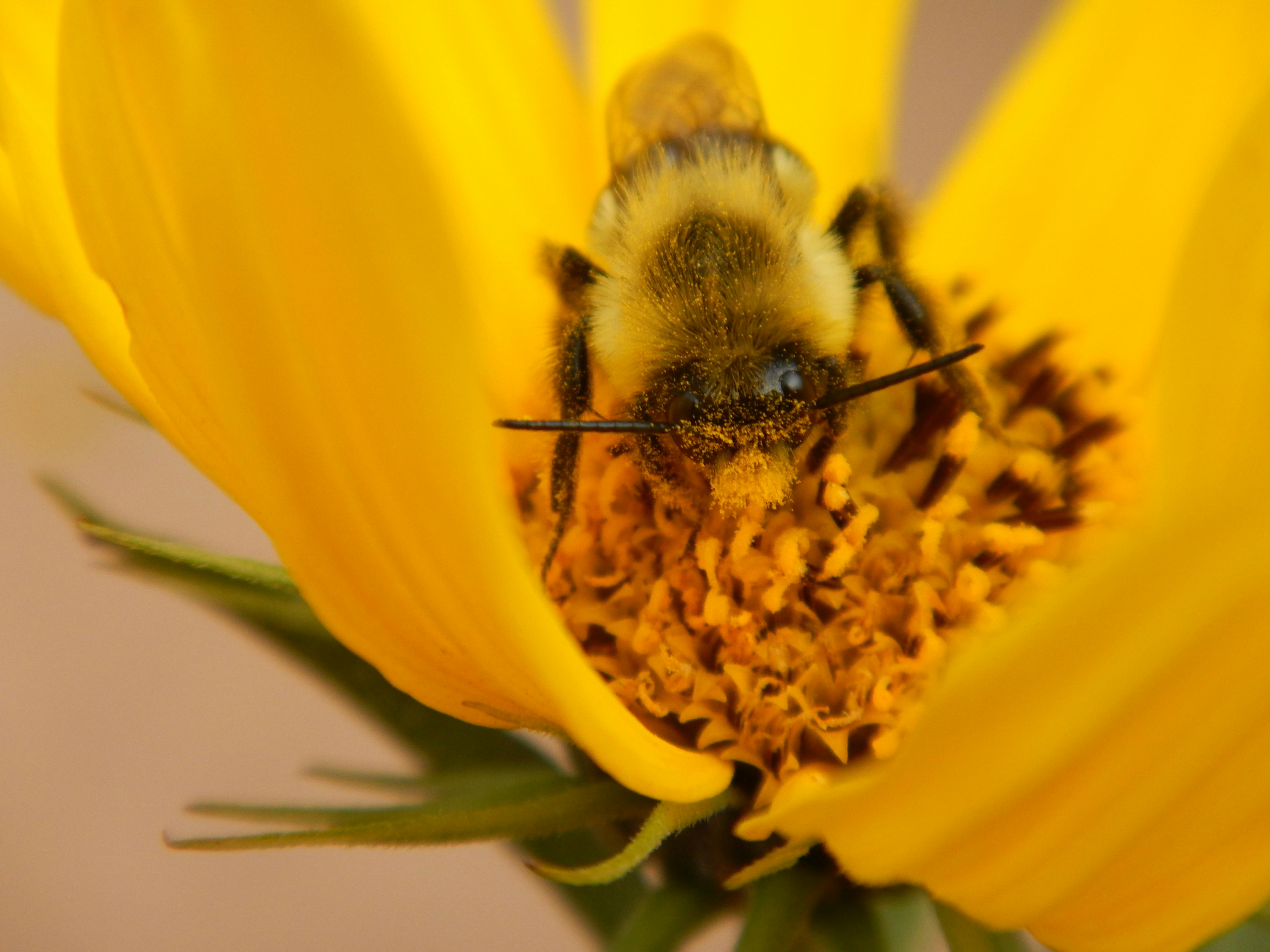 Bumble Bee Photos, Download The BEST Free Bumble Bee Stock Photos & HD ...