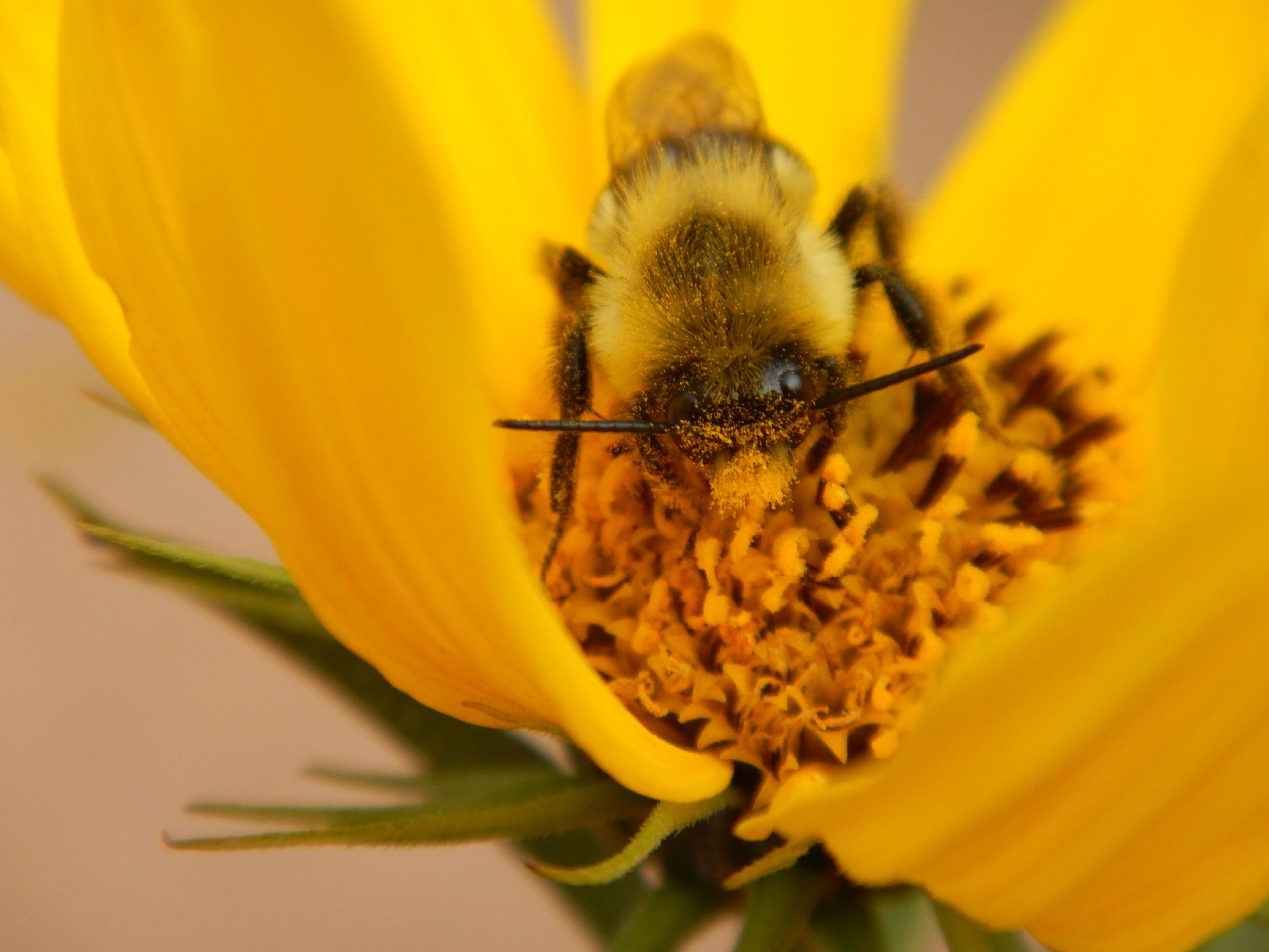 Bee Business · Free Stock Photo