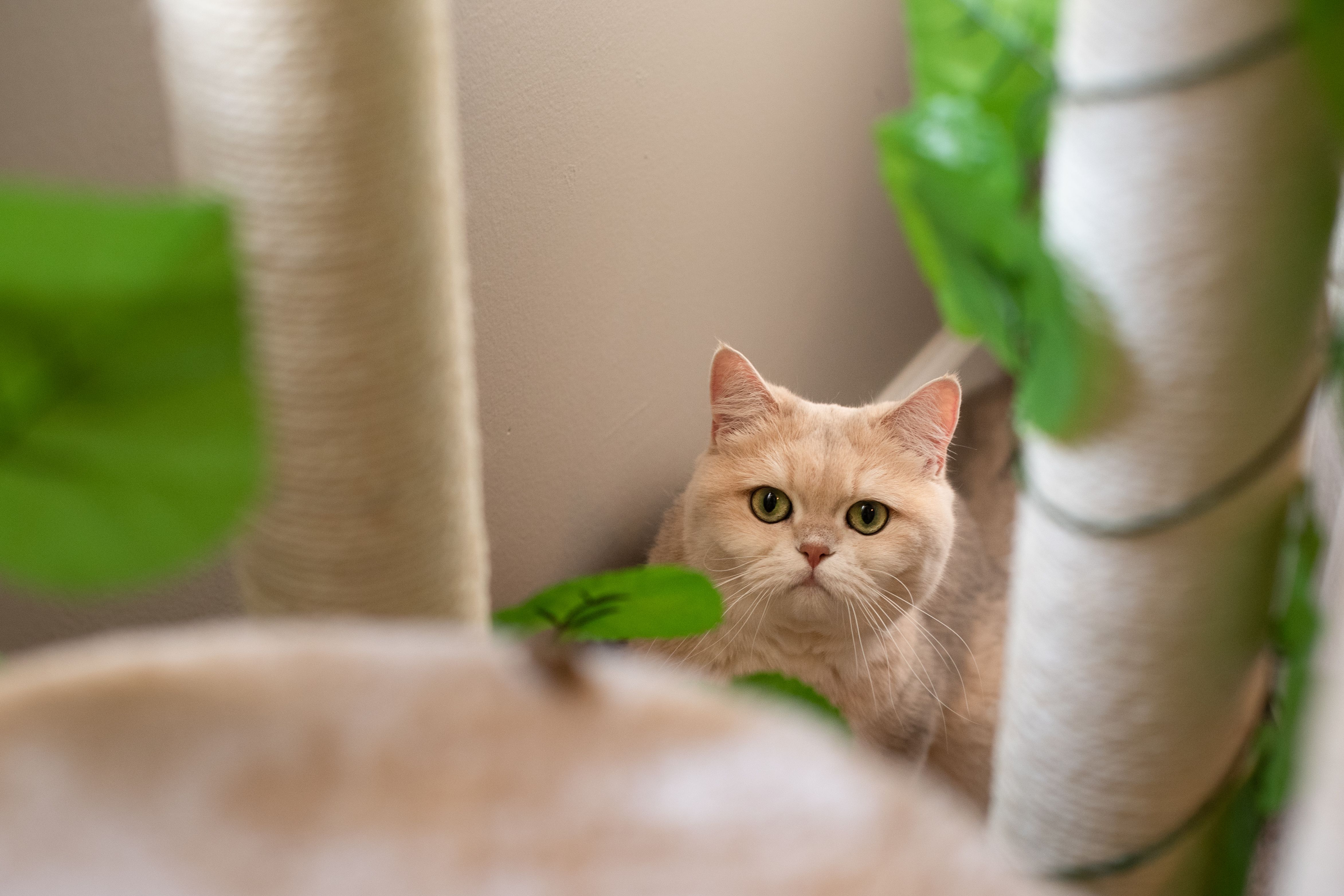 Kitten Looking Up at the Camera Amongst Leaves · Free Stock Photo