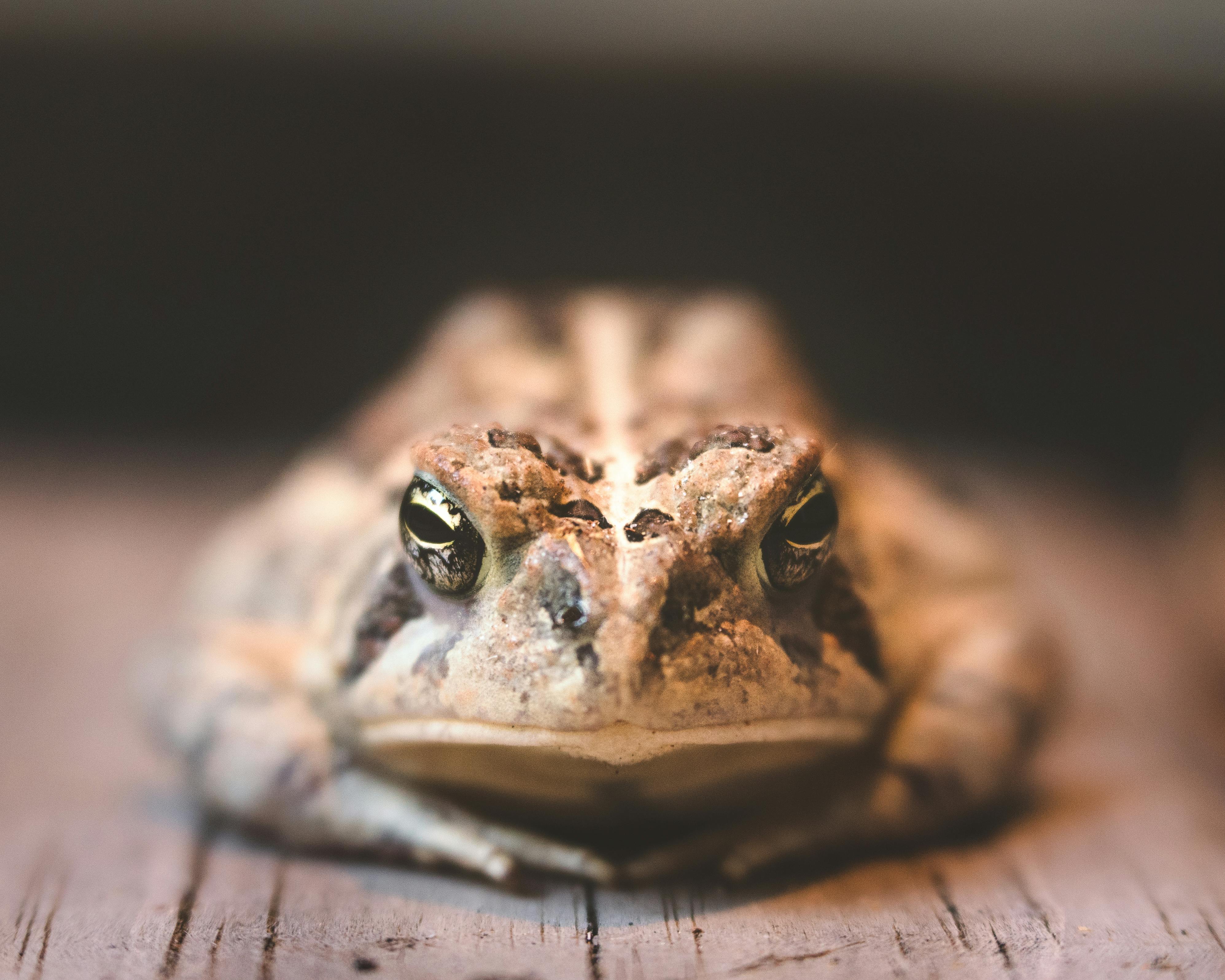Frog Lying Down · Free Stock Photo