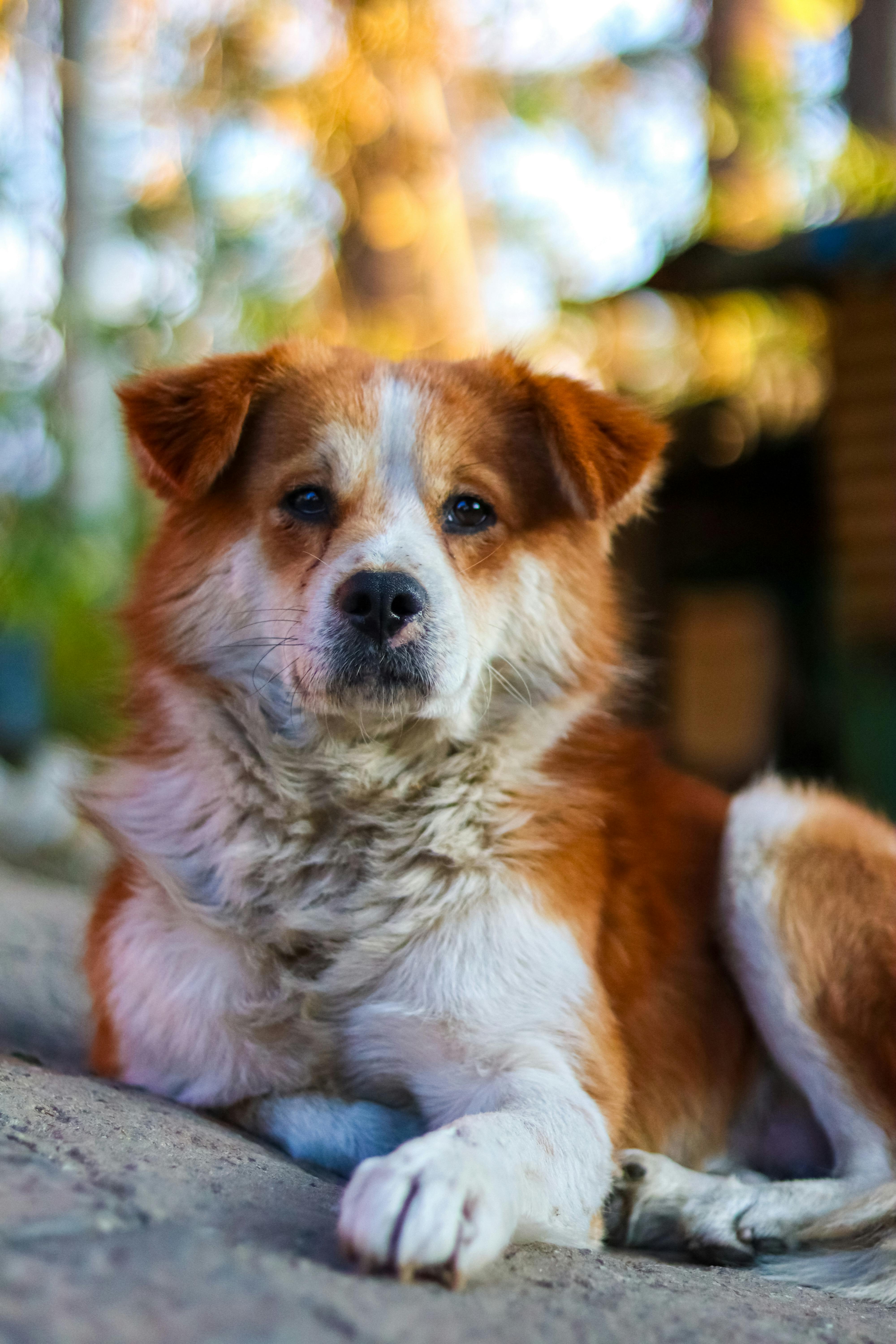 Foto profissional gratuita de animal, cachorro, chão, deitando se ...