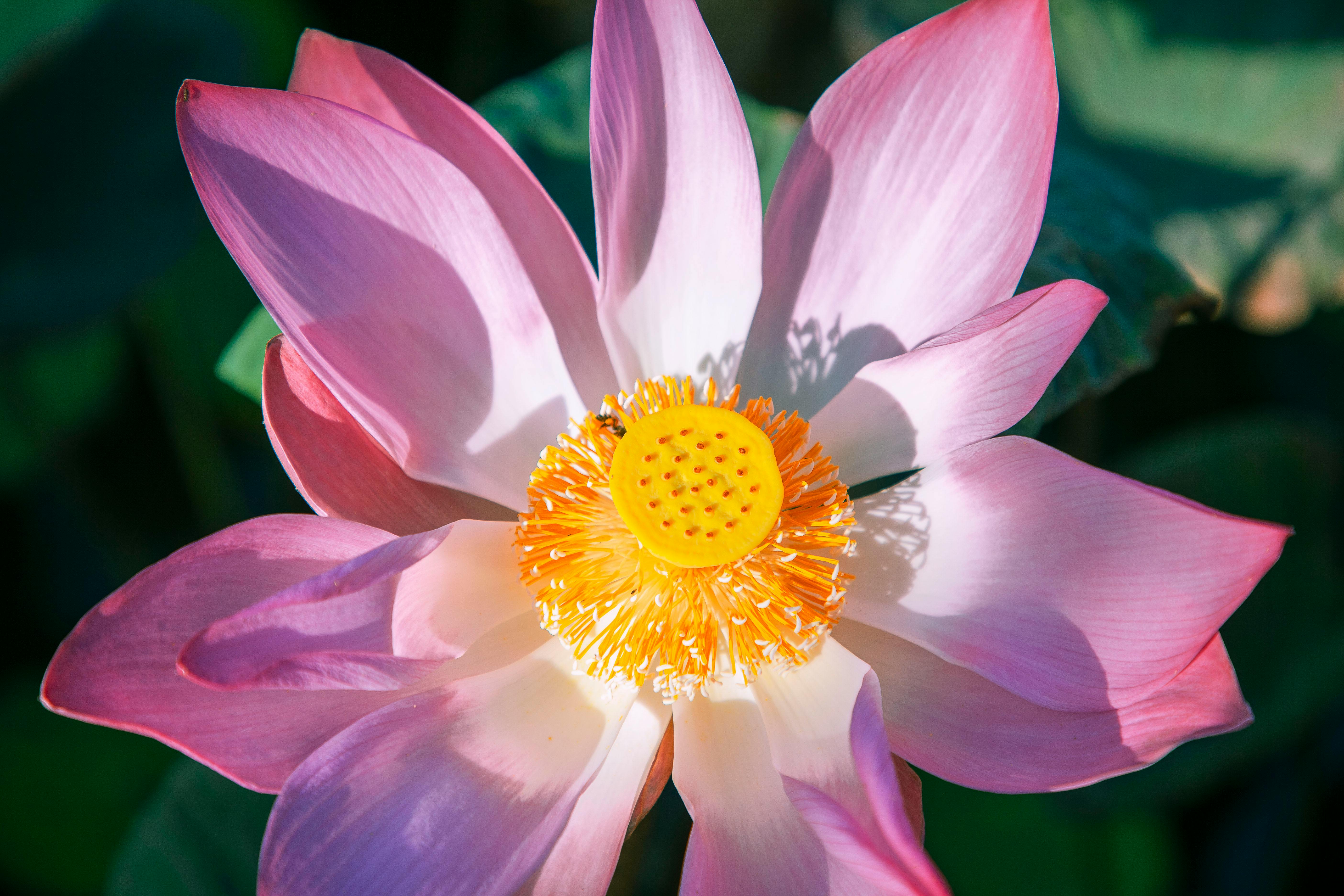 Close-up of a Blooming Pink Indian Lotus · Free Stock Photo