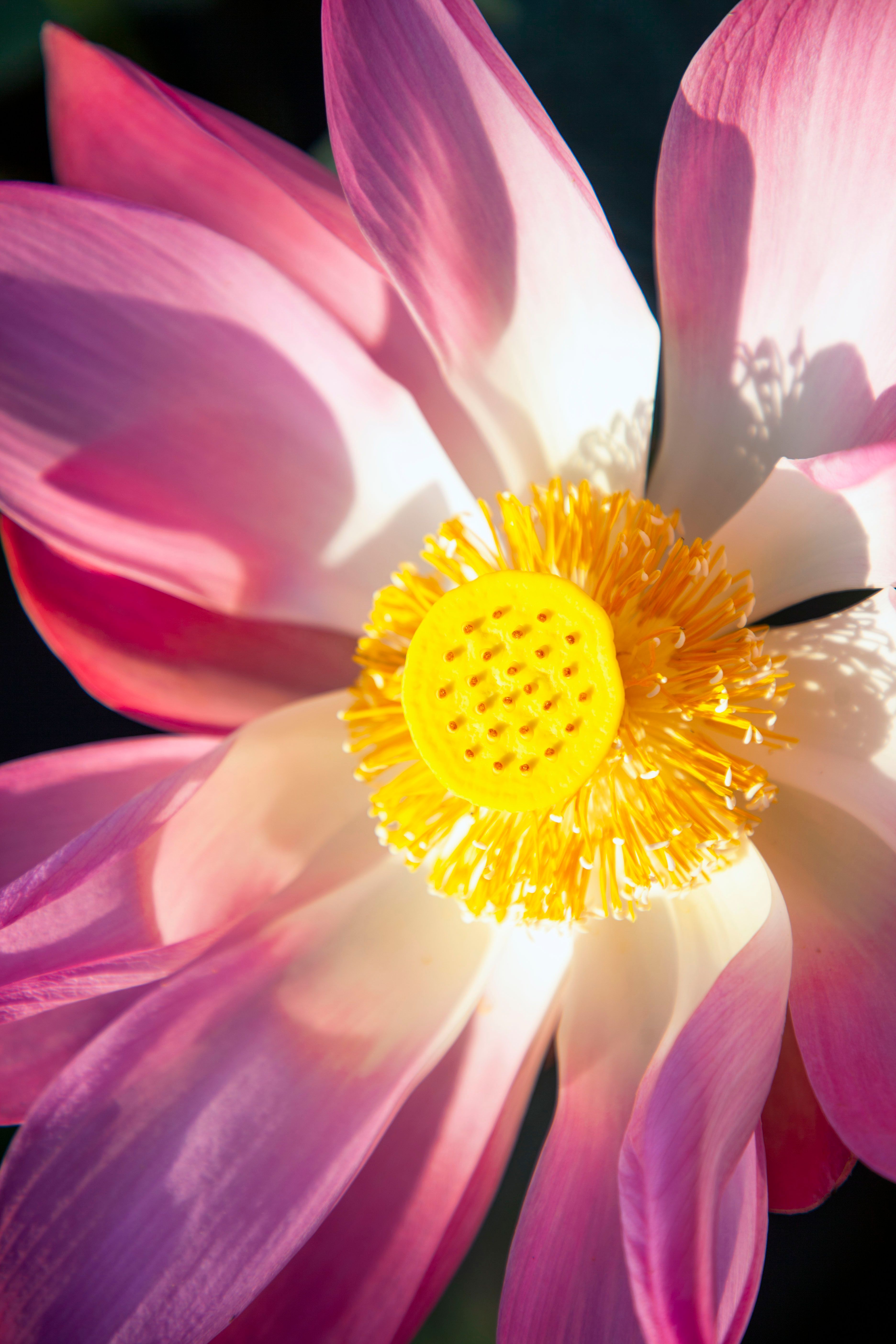 Yellow Carpellary Receptacle of Pink Lotus · Free Stock Photo