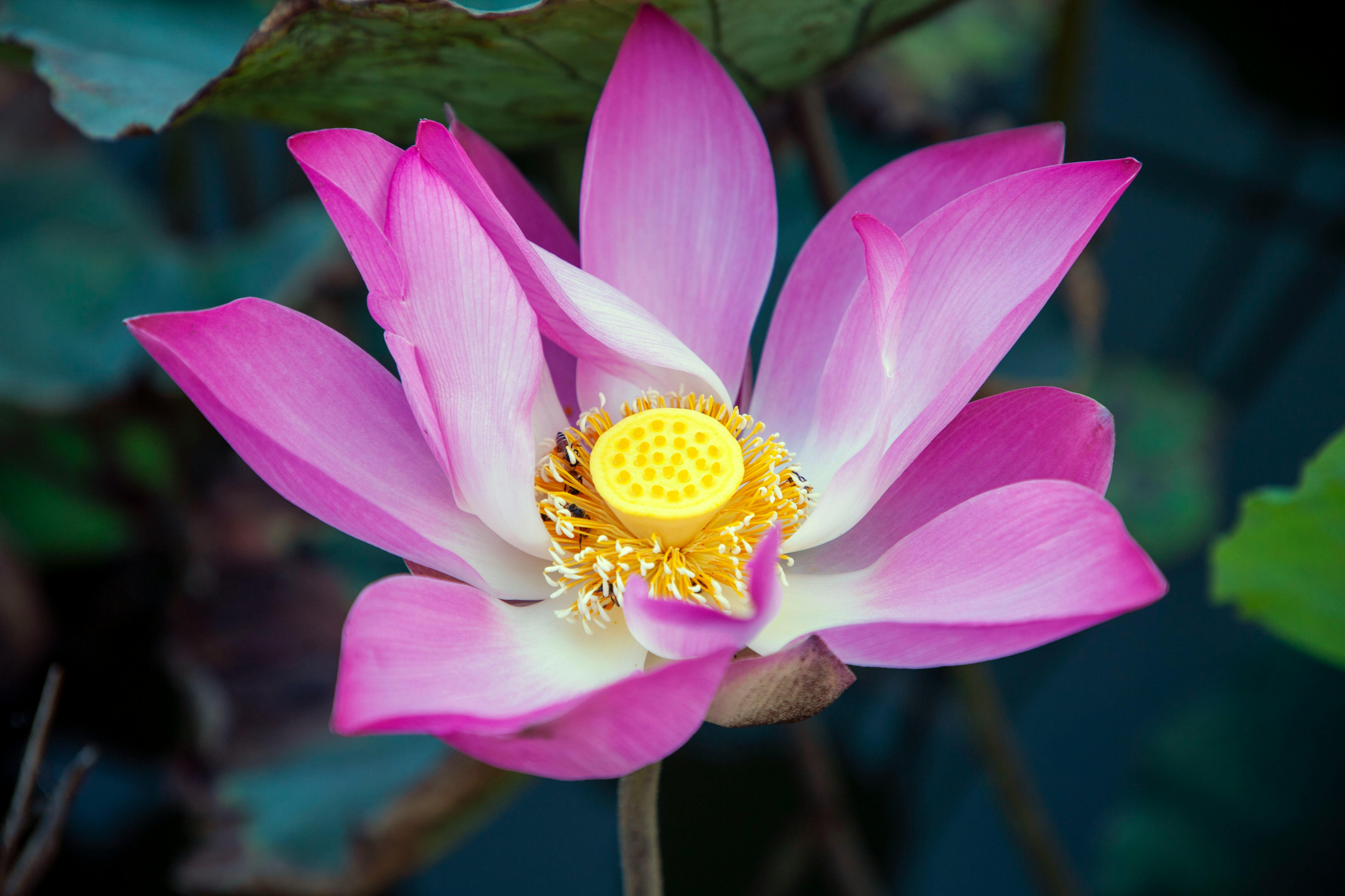 Pink Lotus Flower with Yellow Carpellary Receptacle · Free Stock Photo