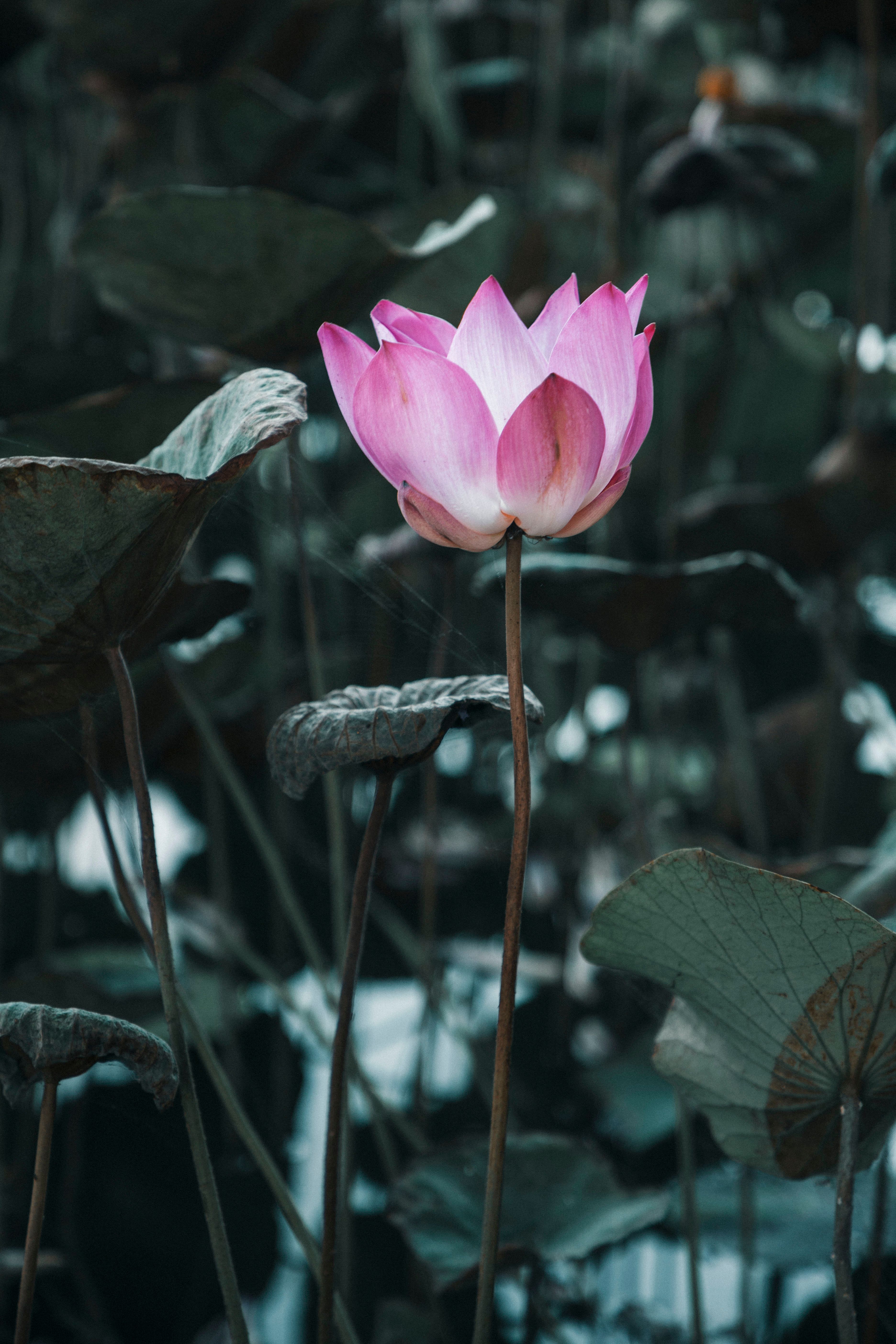 Pink Lotus on a Long Stem Above the Pond · Free Stock Photo